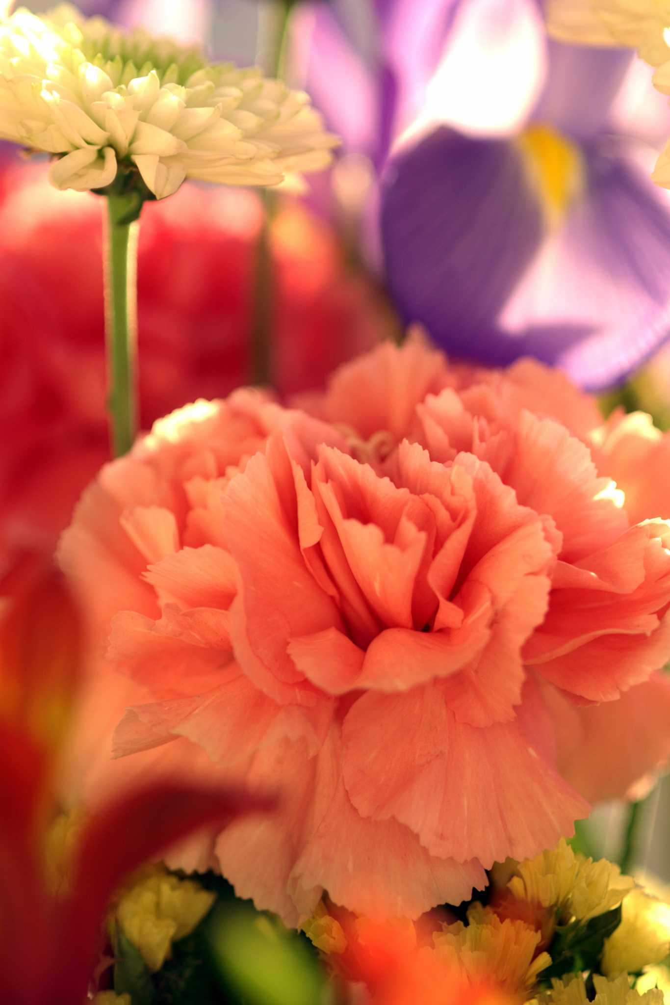 How to Prune Leggy Carnations