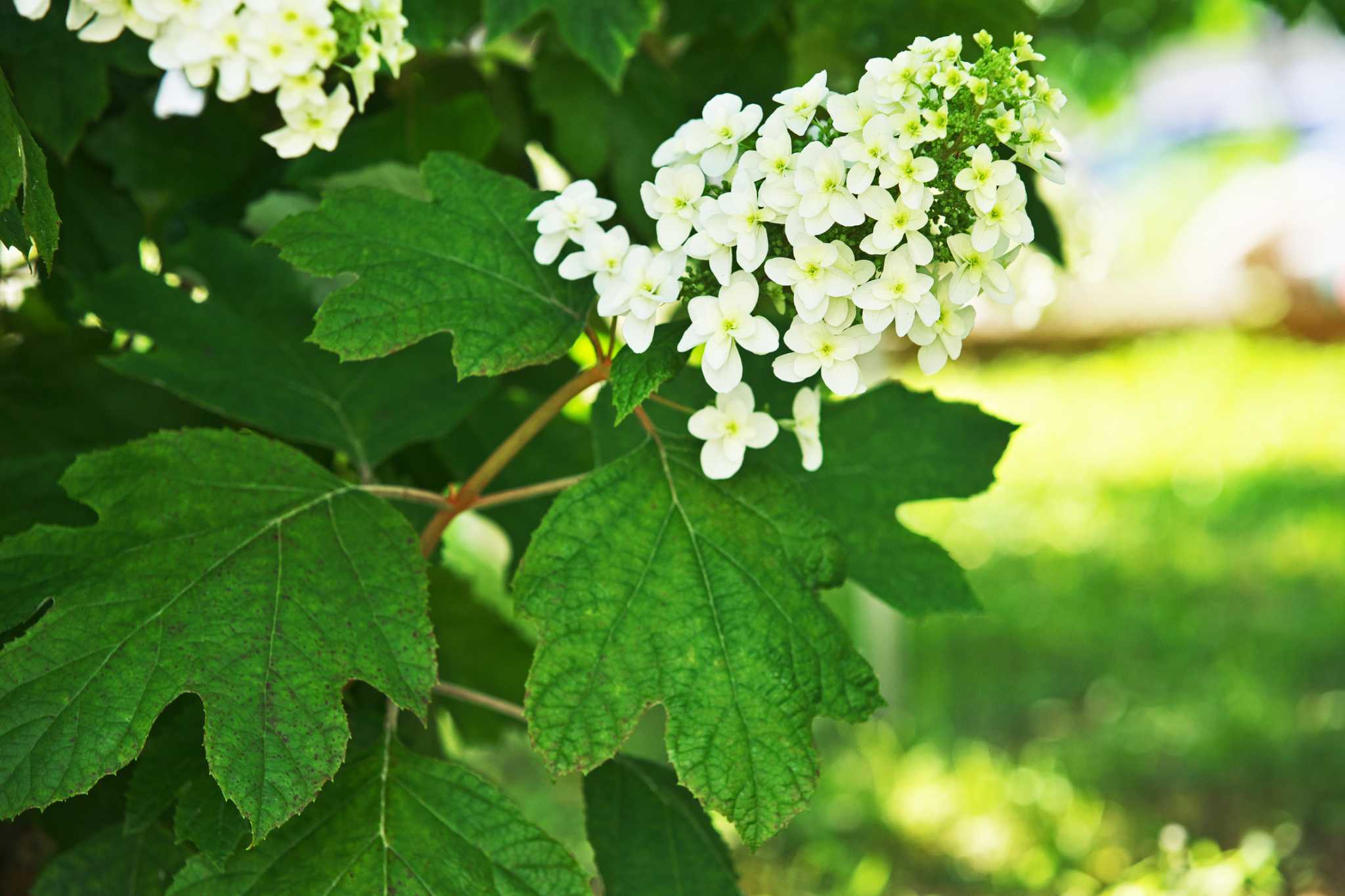 How to Trim Oakleaf Hydrangea