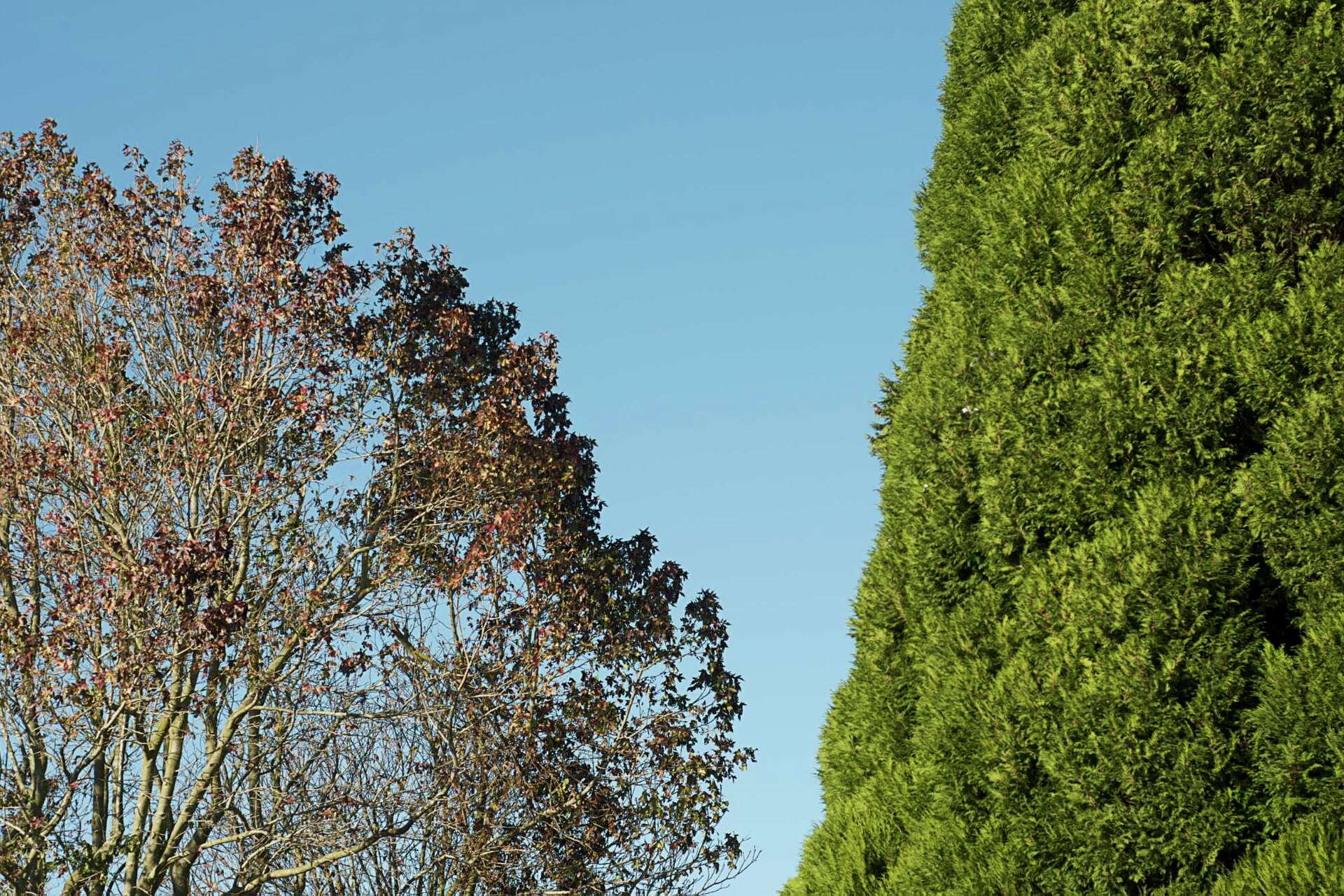 How to Prune Overgrown Cedar
