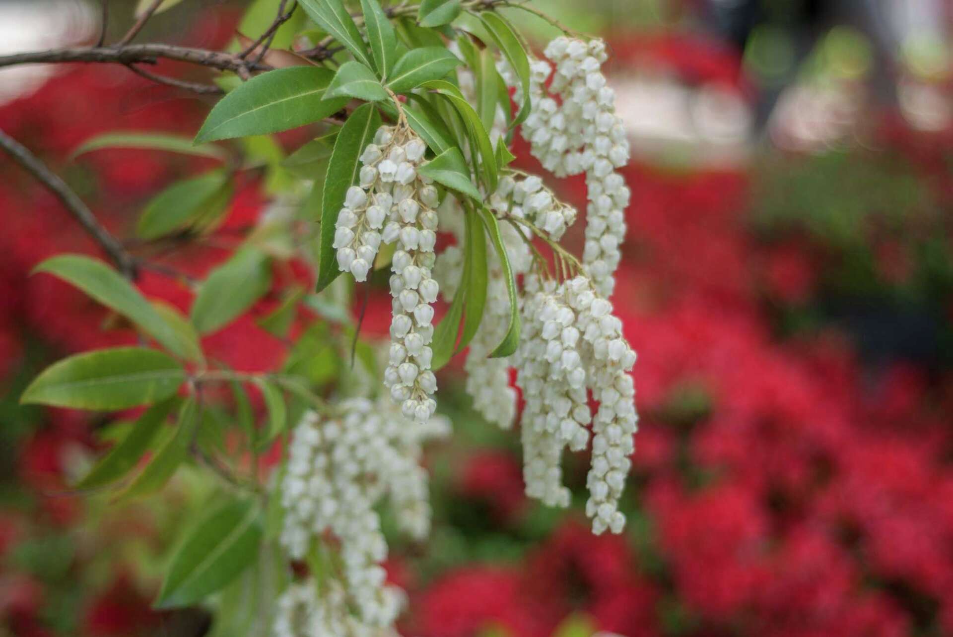 How to Prune Pieris Japonica