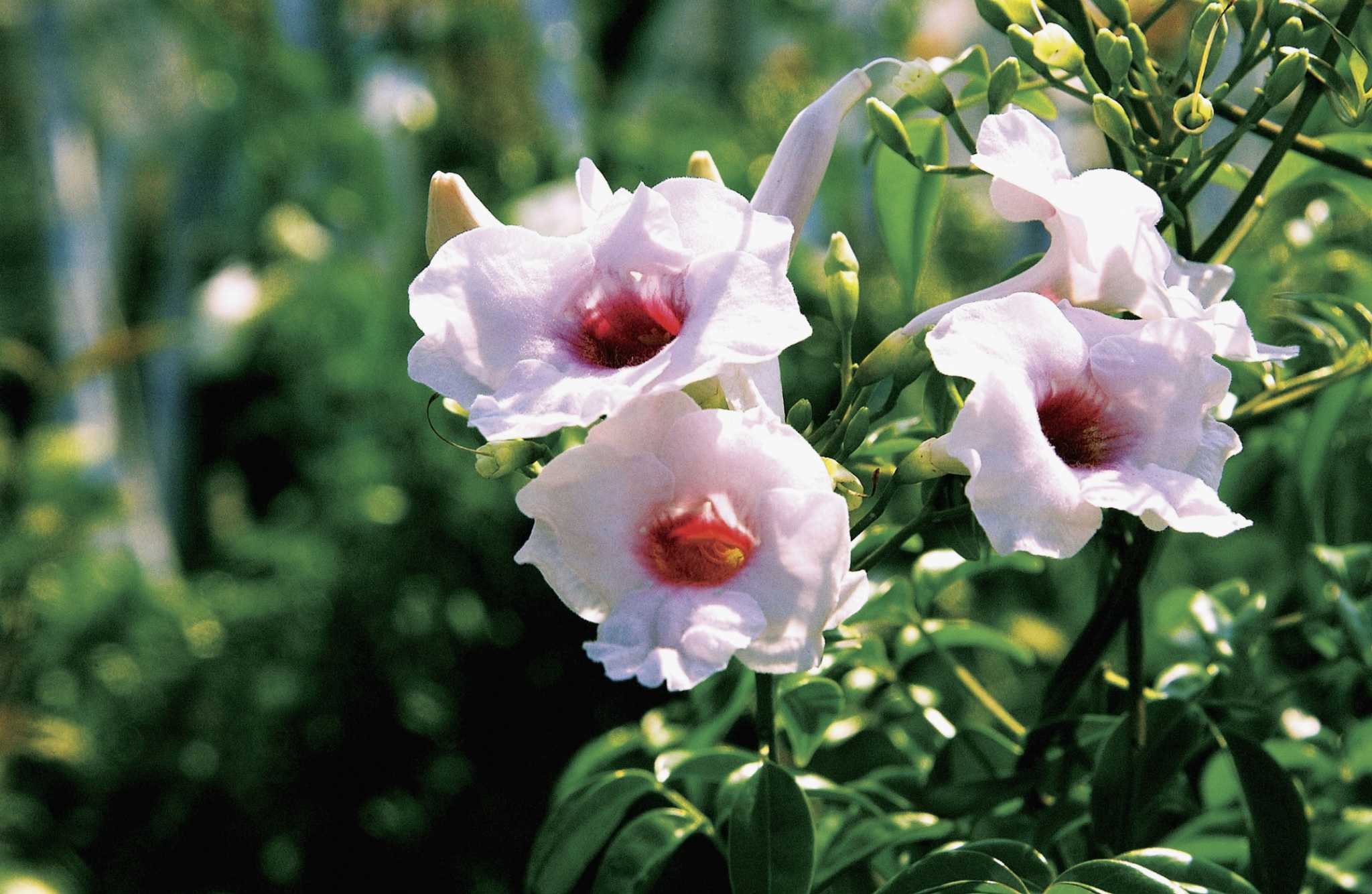 How to Prune a Pink Pandorea Jasminoides Rosea Plant