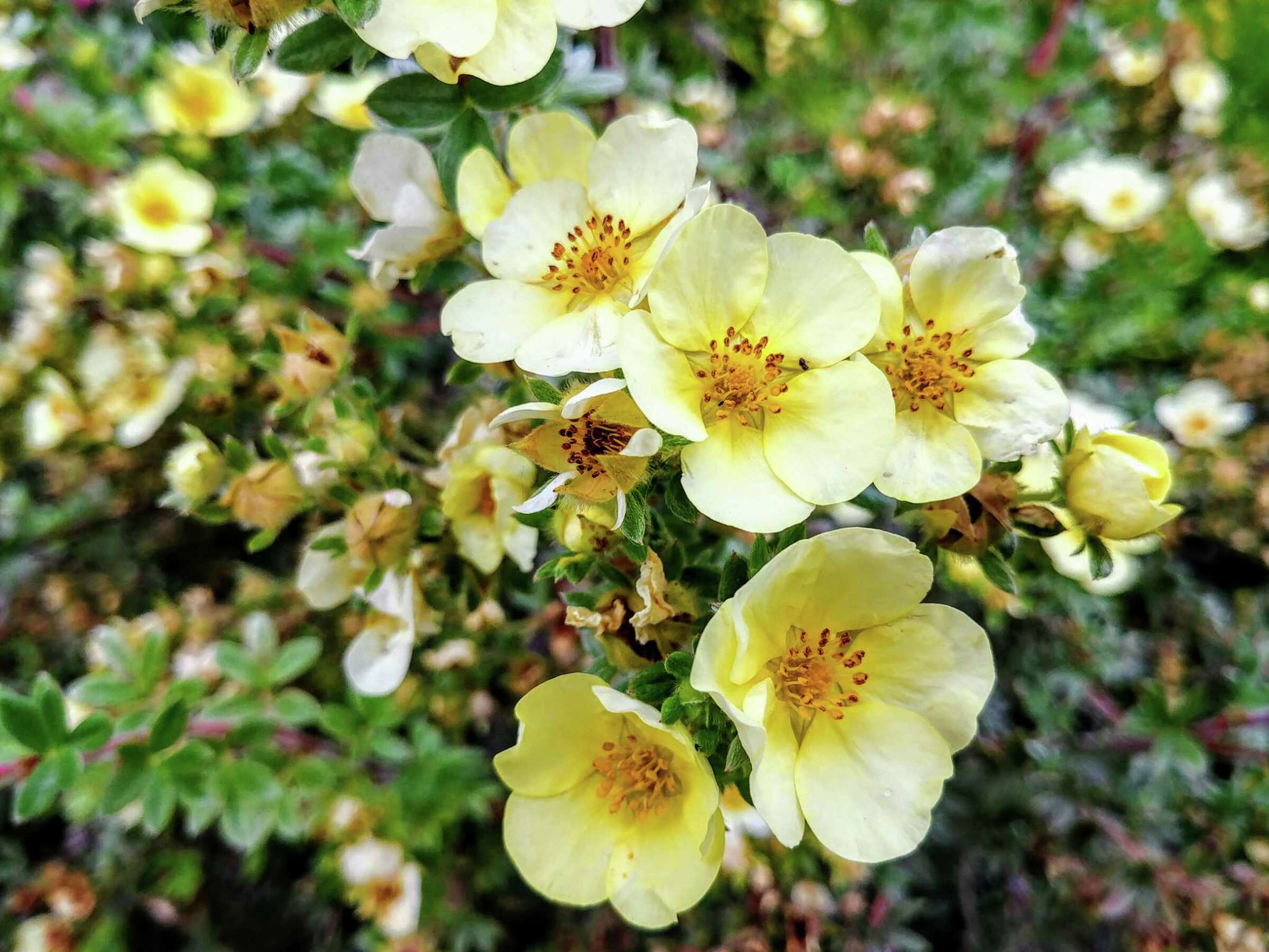 How to Prune Potentilla Shrubs