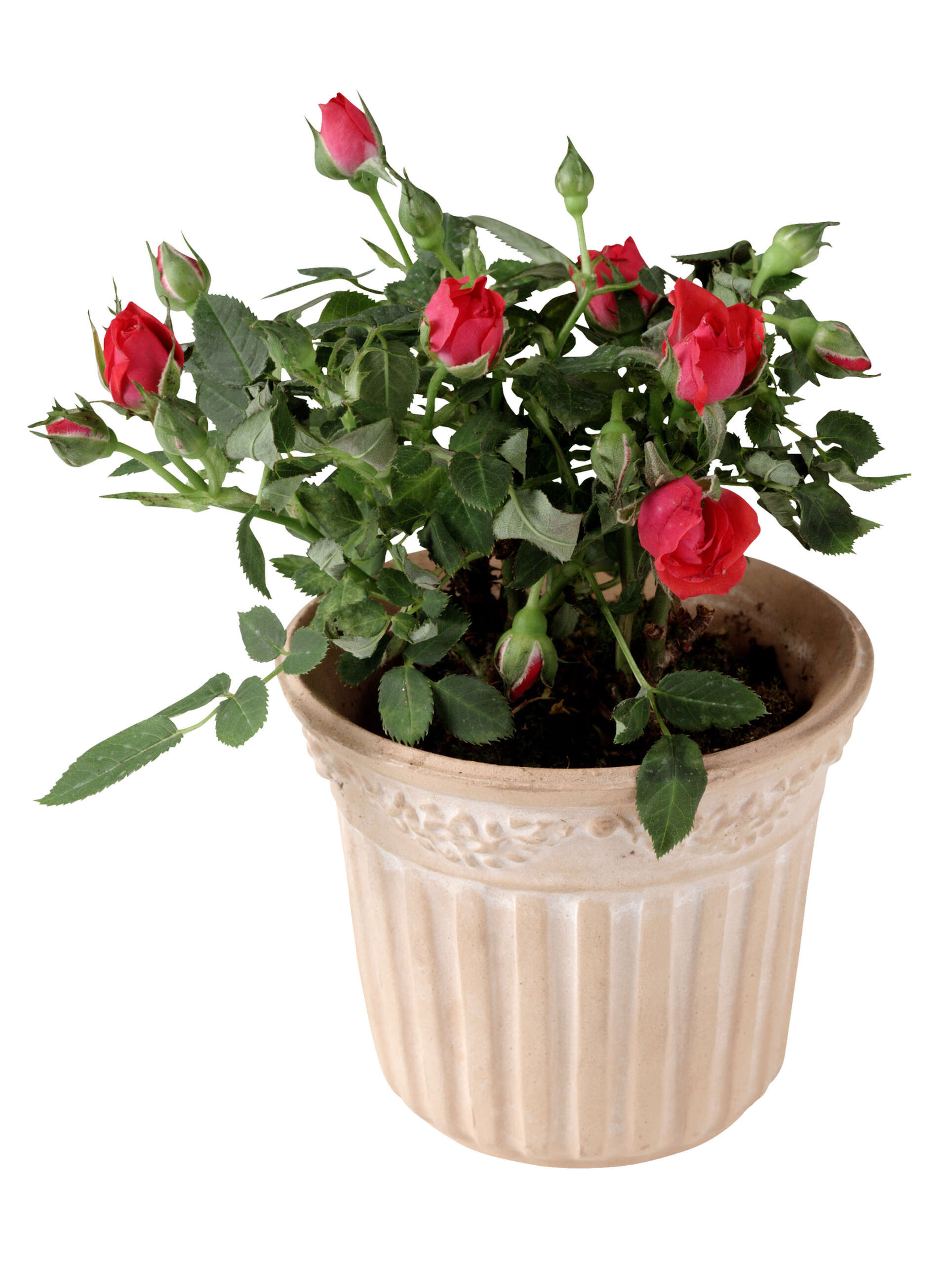How to Prune a Potted Rose Bush