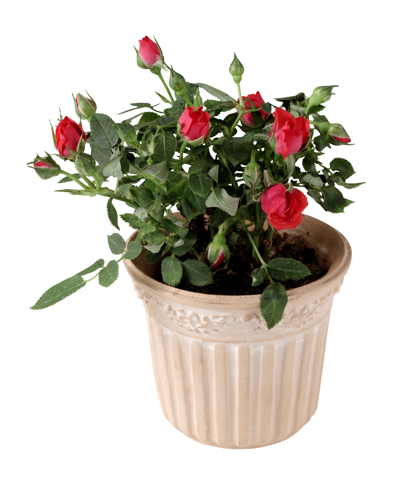 How to Prune a Potted Rose Bush
