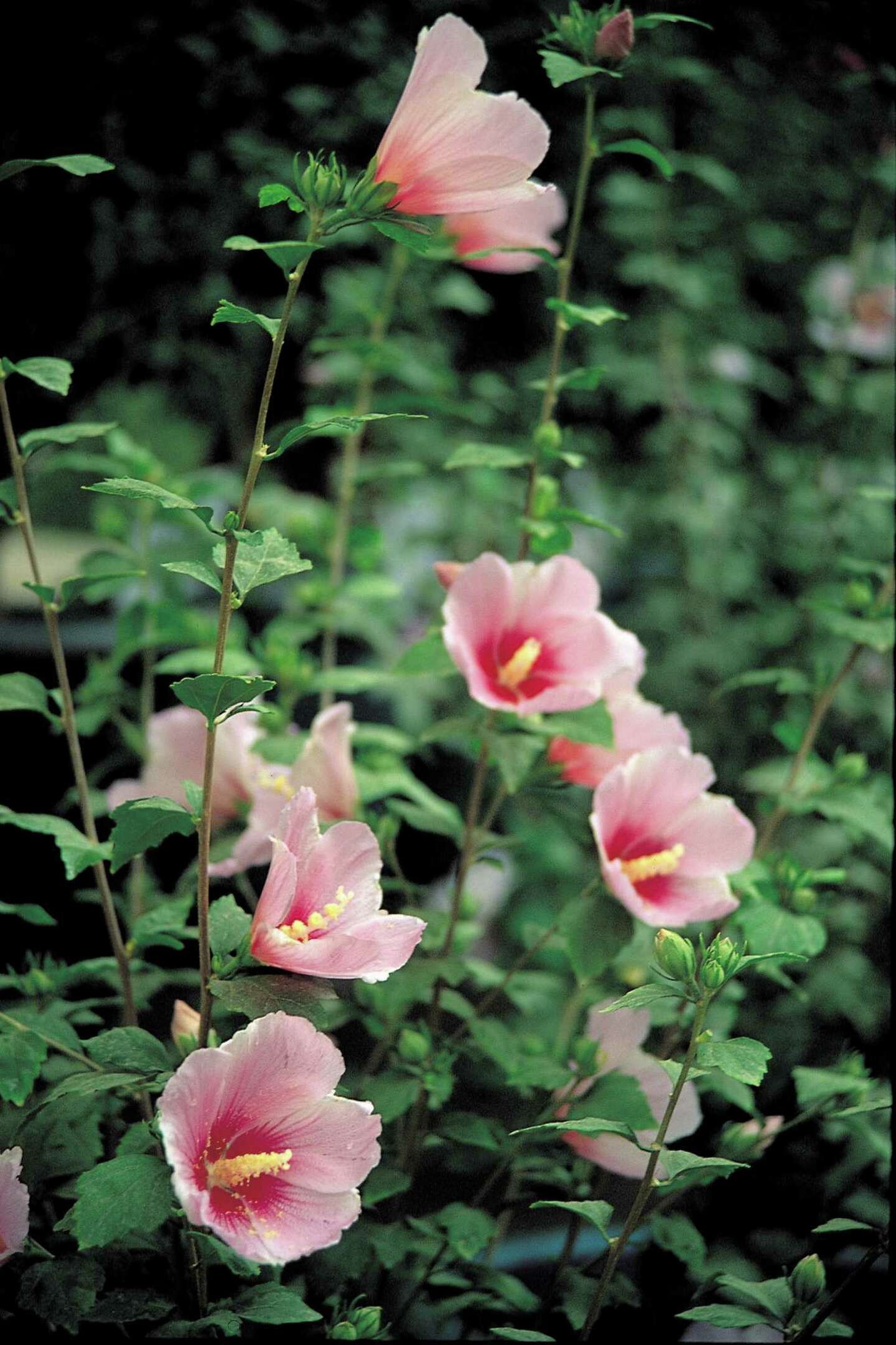 How to Prune a Rose of Sharon Bush to Create a Rose of Sharon Tree