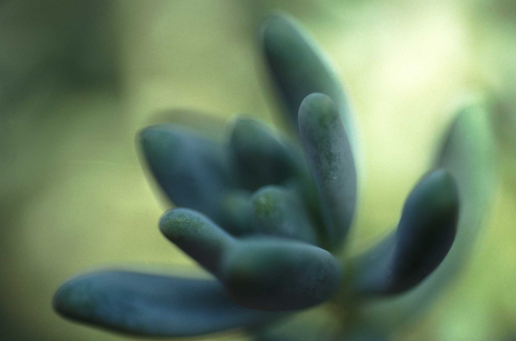 How to Prune Senecio Blue Chalk