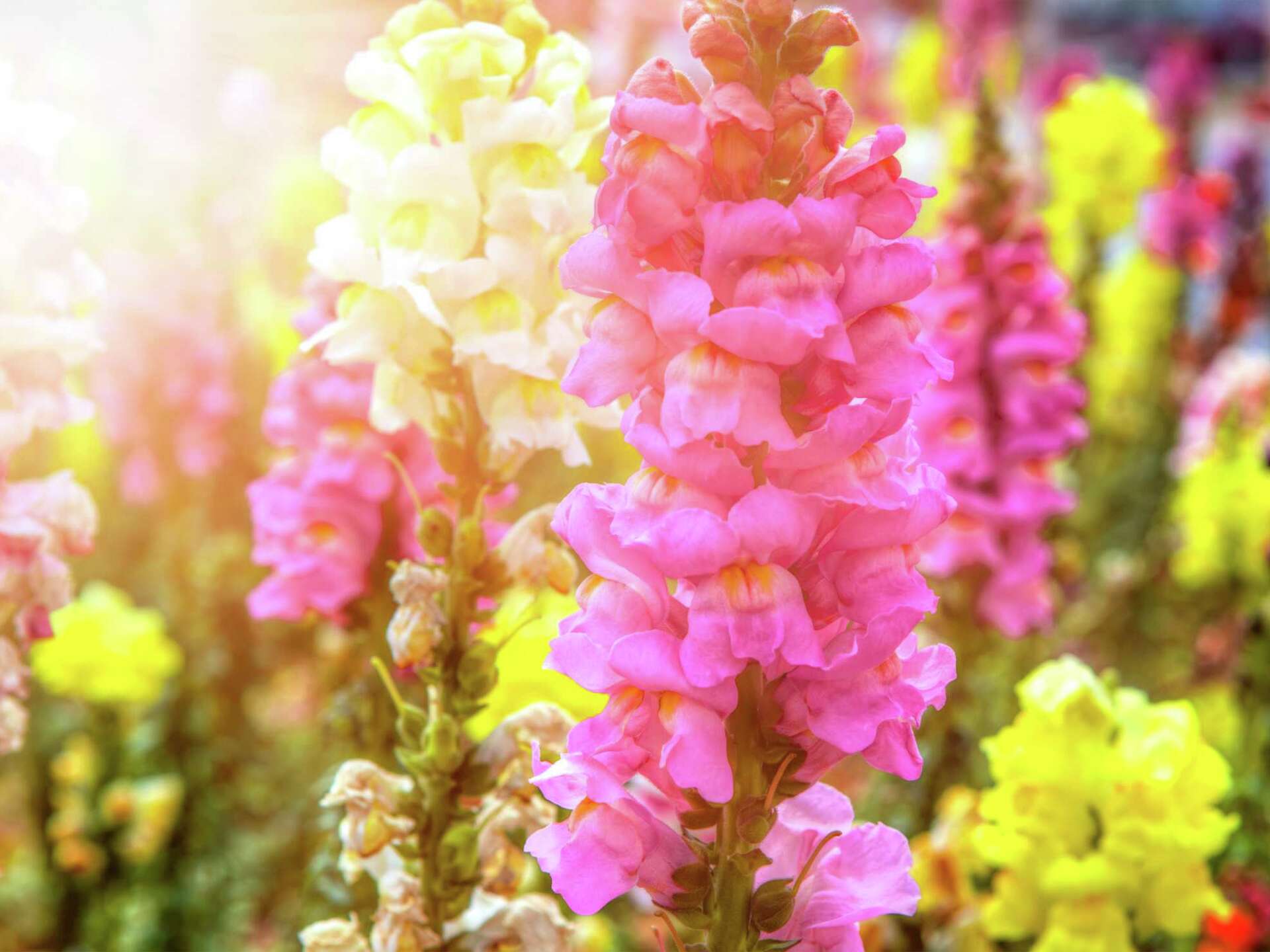 How to Prune Snapdragons