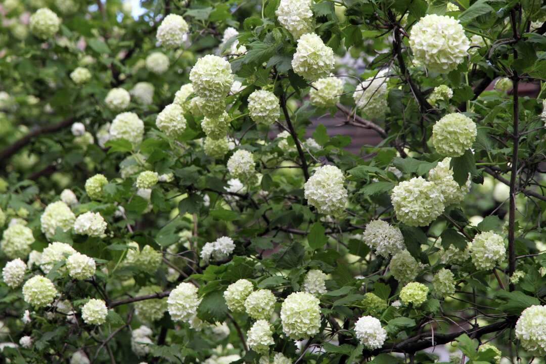How to Prune Snowball Bushes