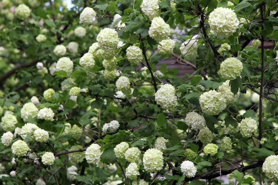How to Prune Snowball Bushes