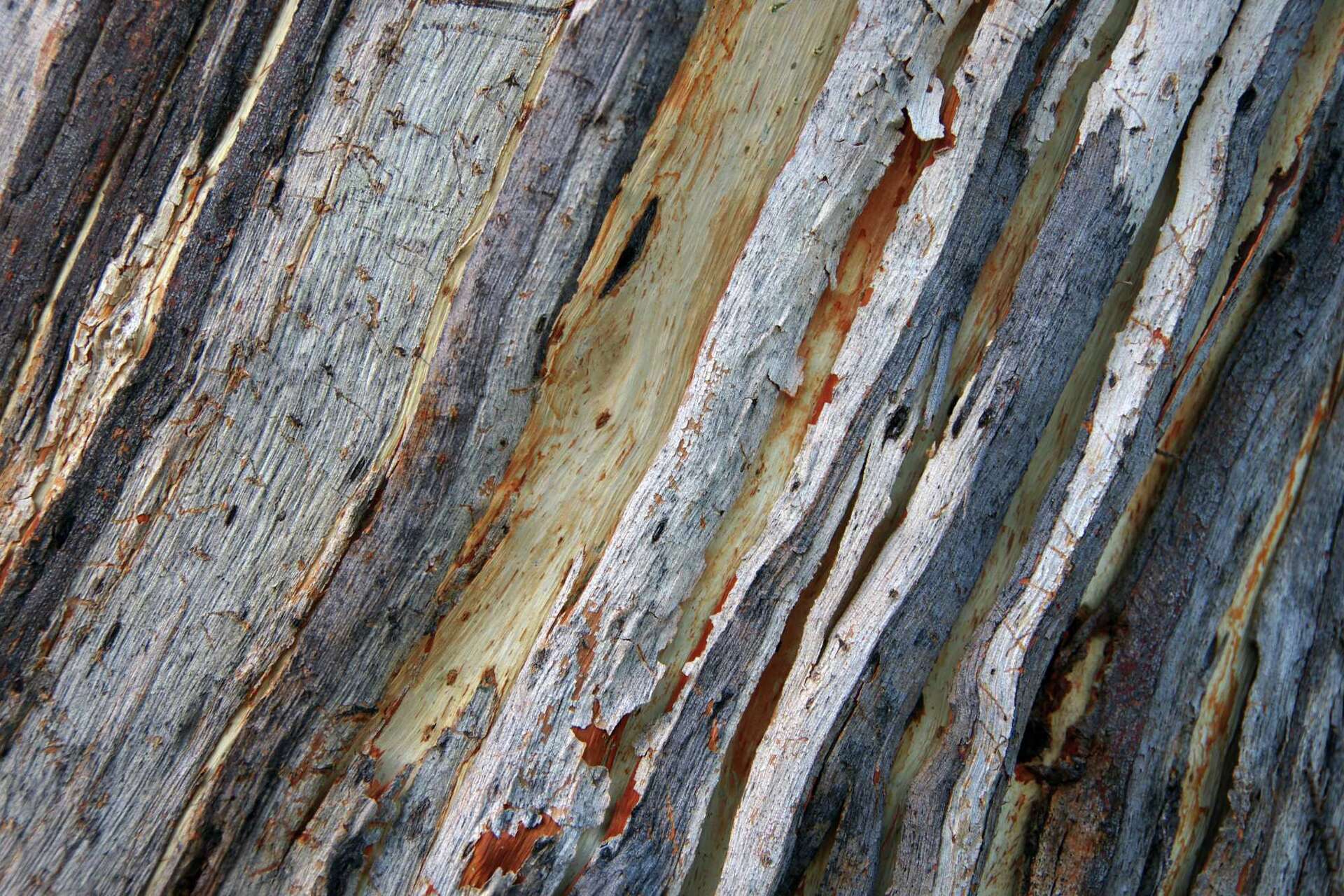 What Do I Wrap a Tree with When the Bark Has Been Scraped?