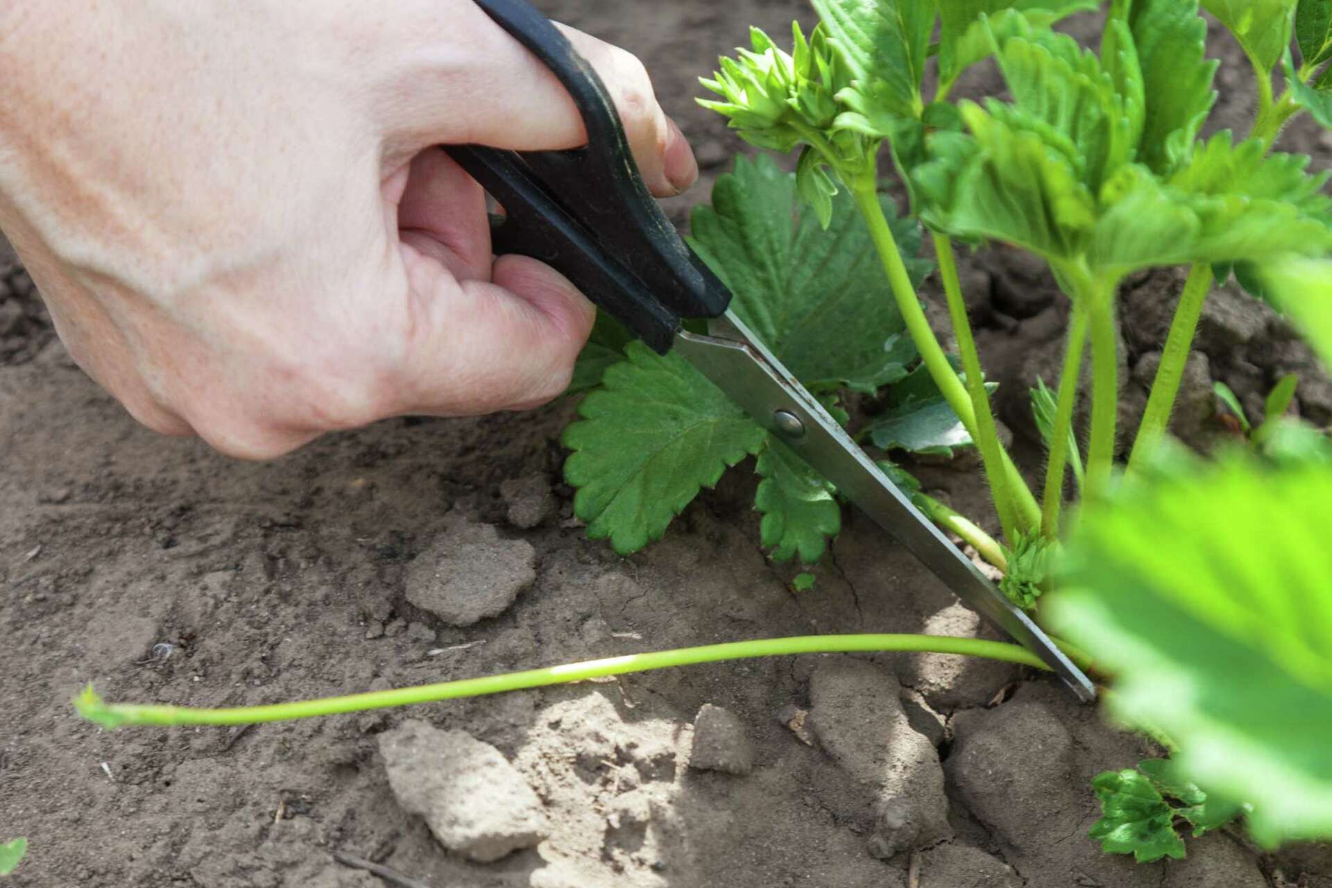 How to Prune Strawberries