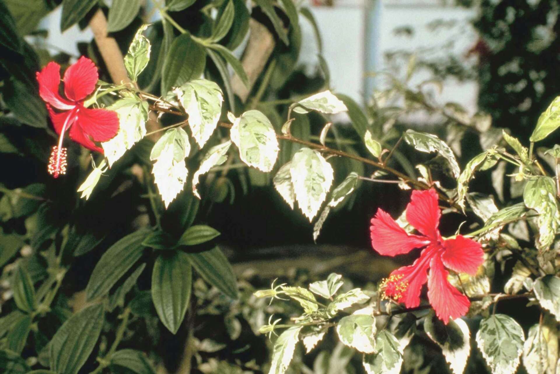 How to Prune a Swamp Hibiscus