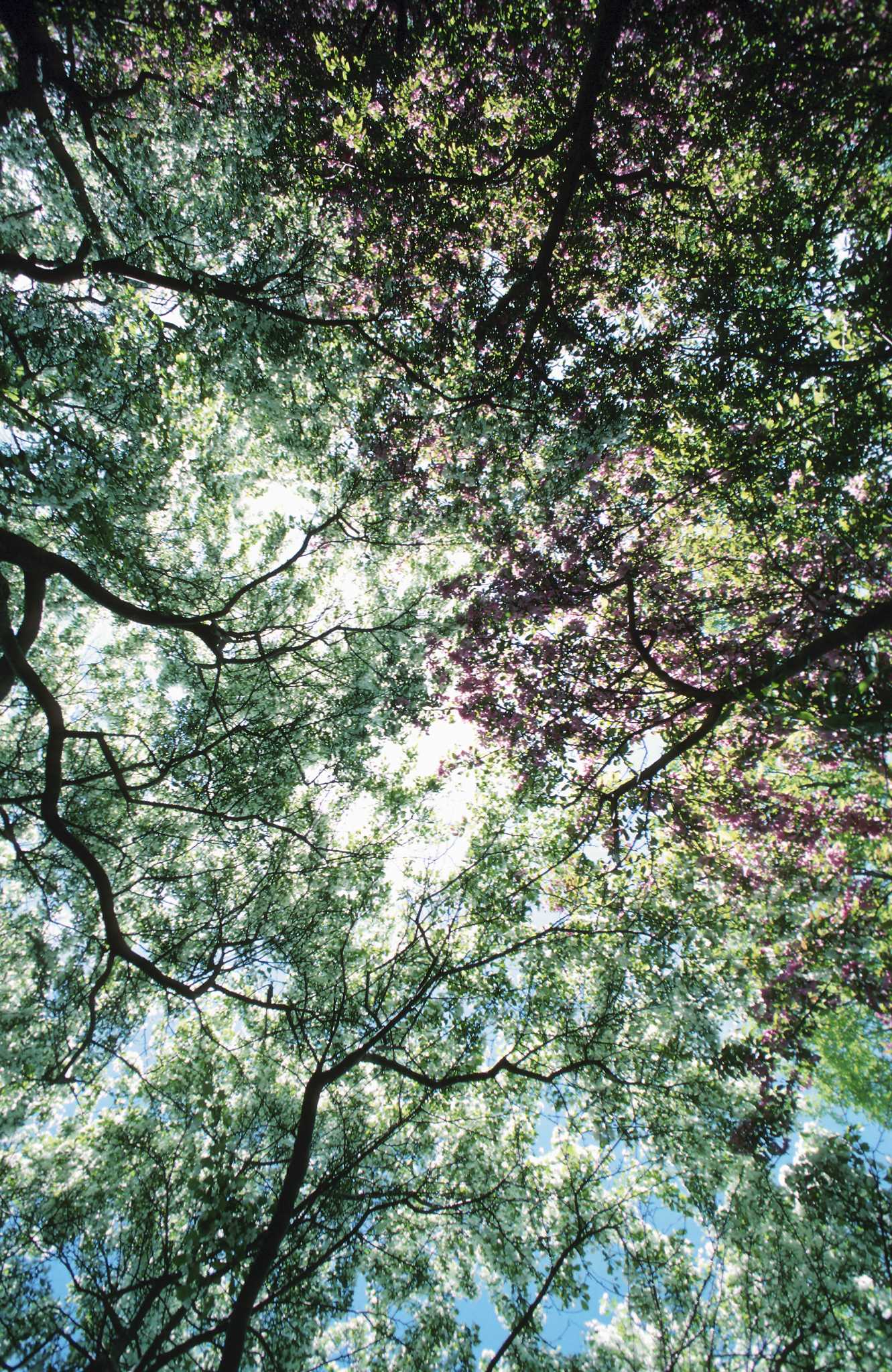 How to Prune Trees to Create a Canopy