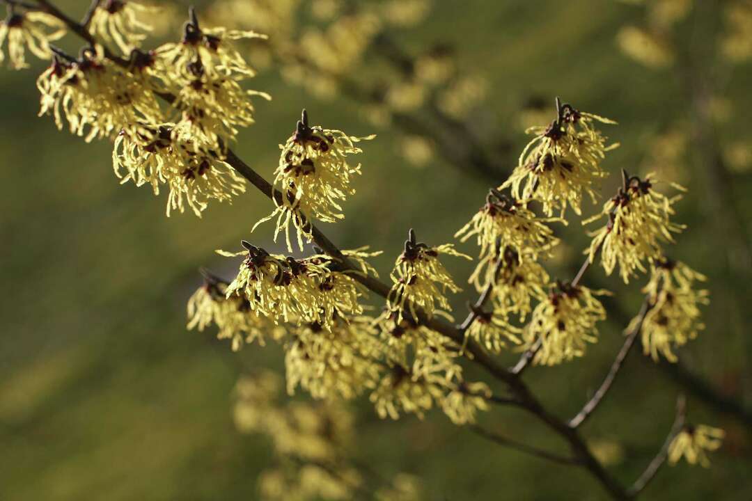 How to Prune Witch Hazel to the Ground
