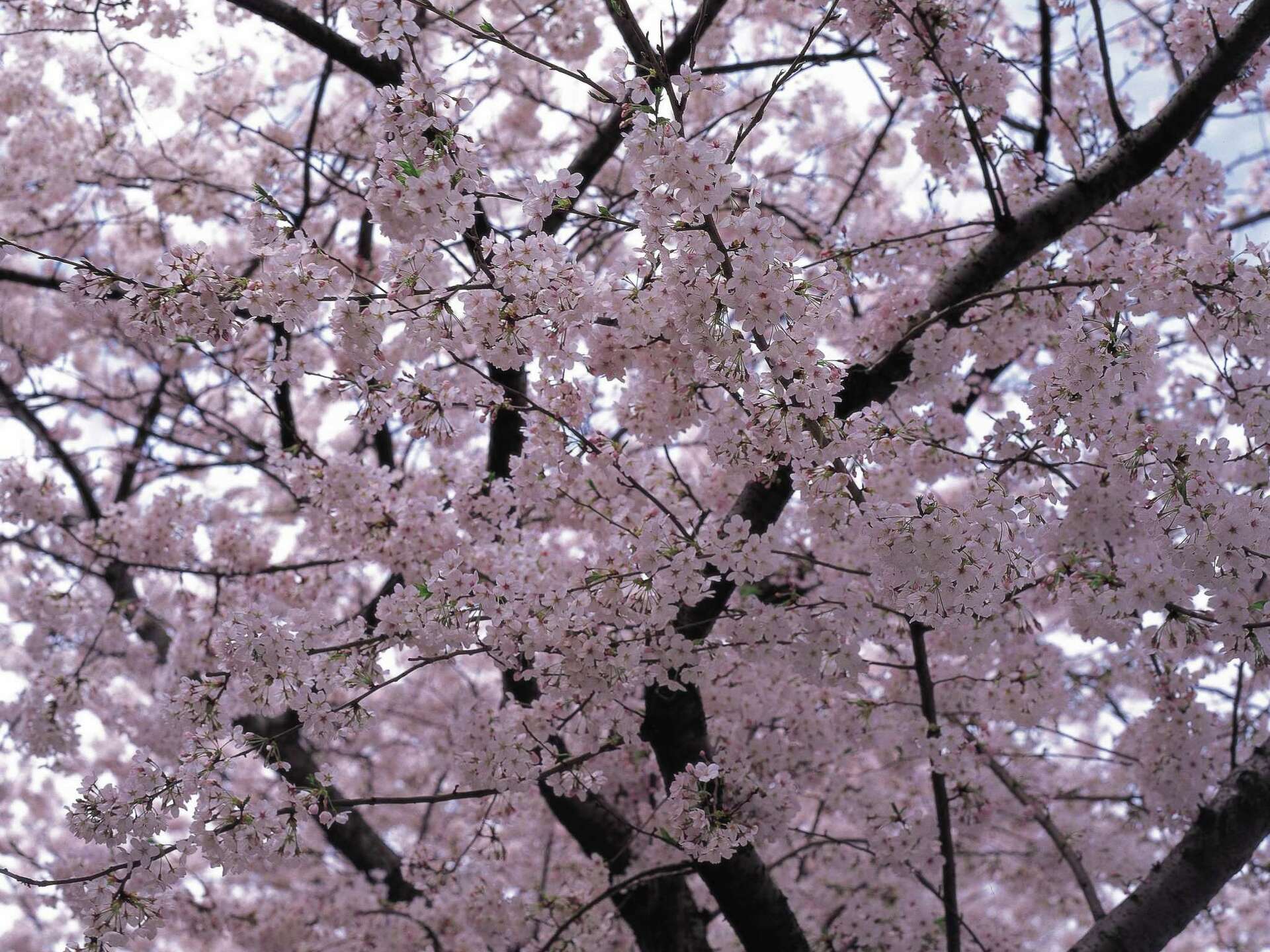 Yoshino Cherry Tree Colors
