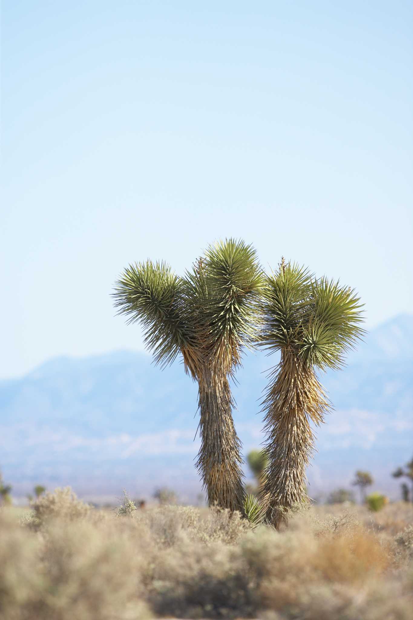 Yucca Tree Pruning