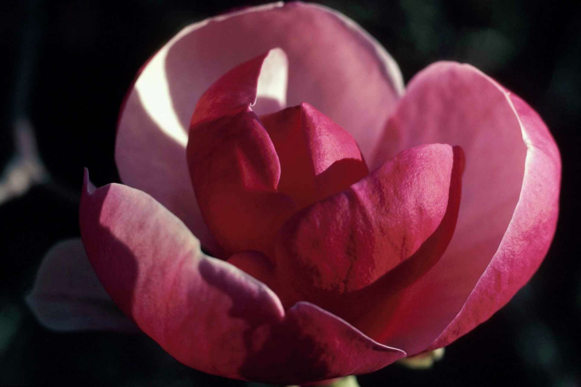 In What Zones Can You Plant a Magnolia Tree?