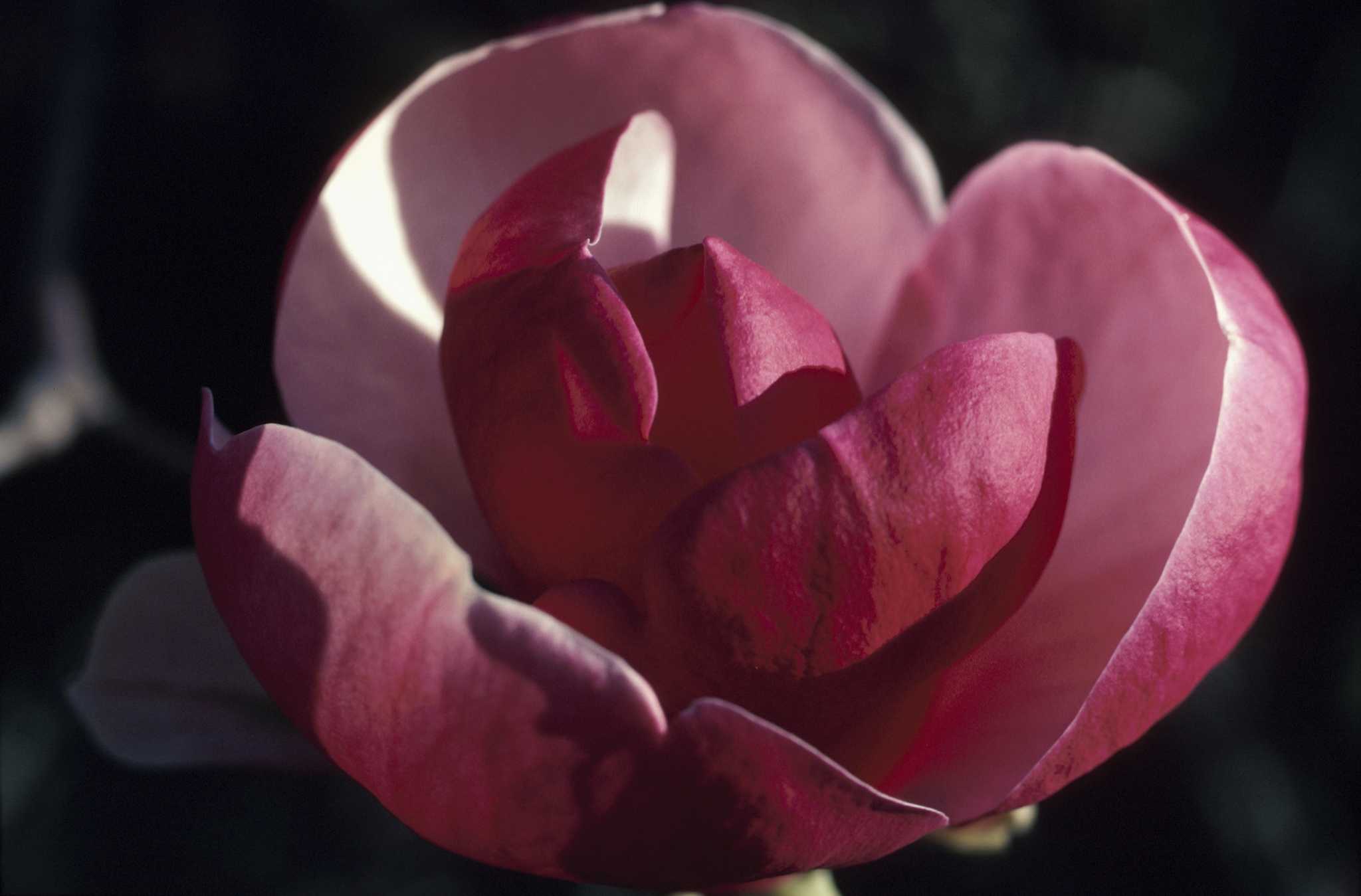 In What Zones Can You Plant a Magnolia Tree?