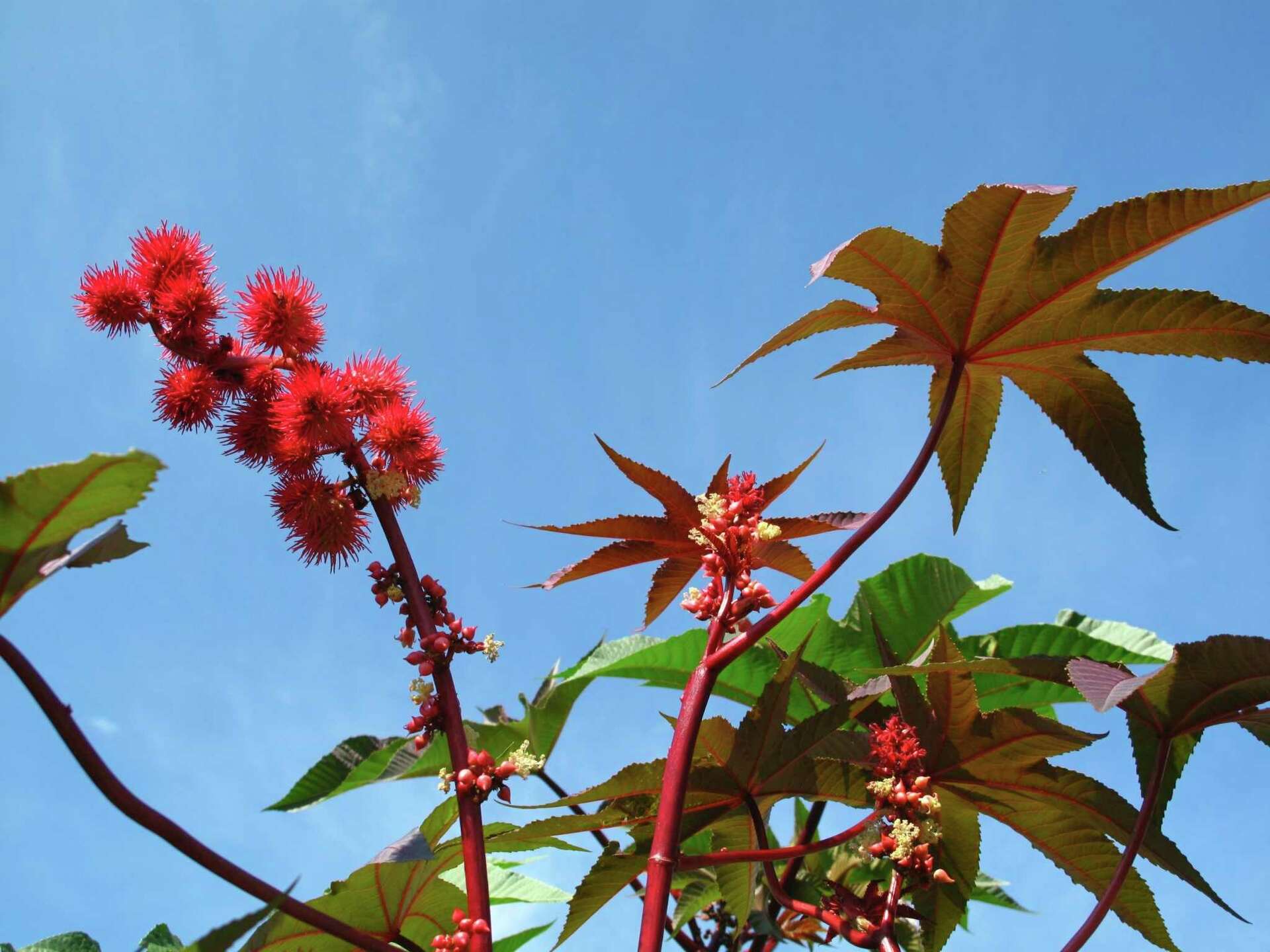 What Zones Do Castor Beans Grow In?