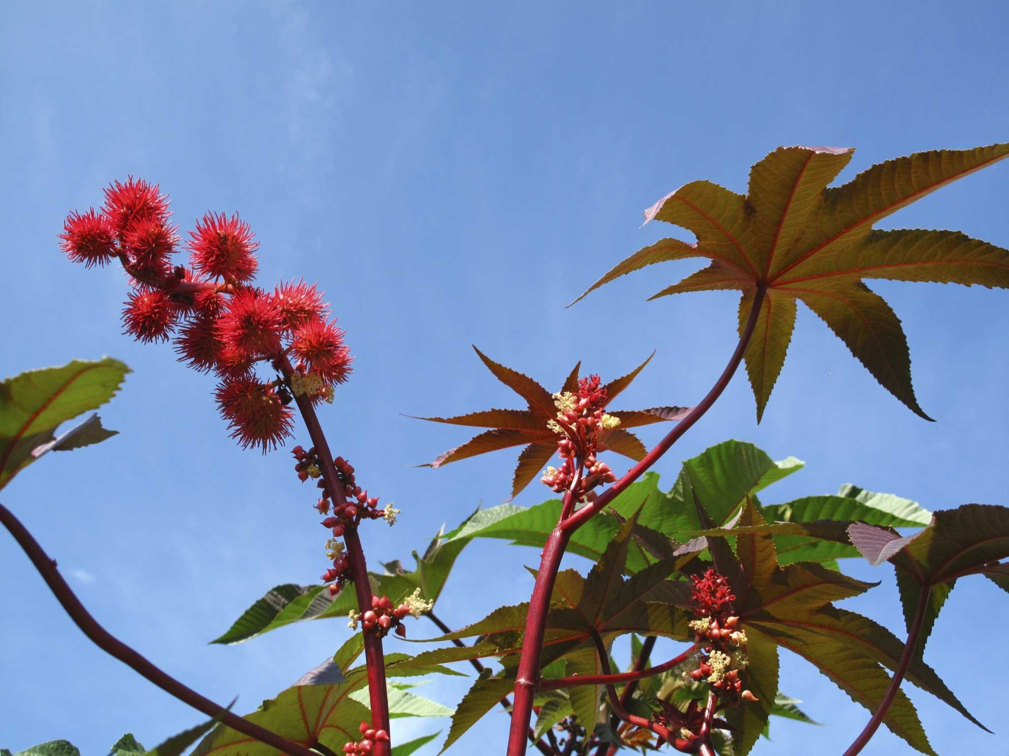 What Zones Do Castor Beans Grow In?