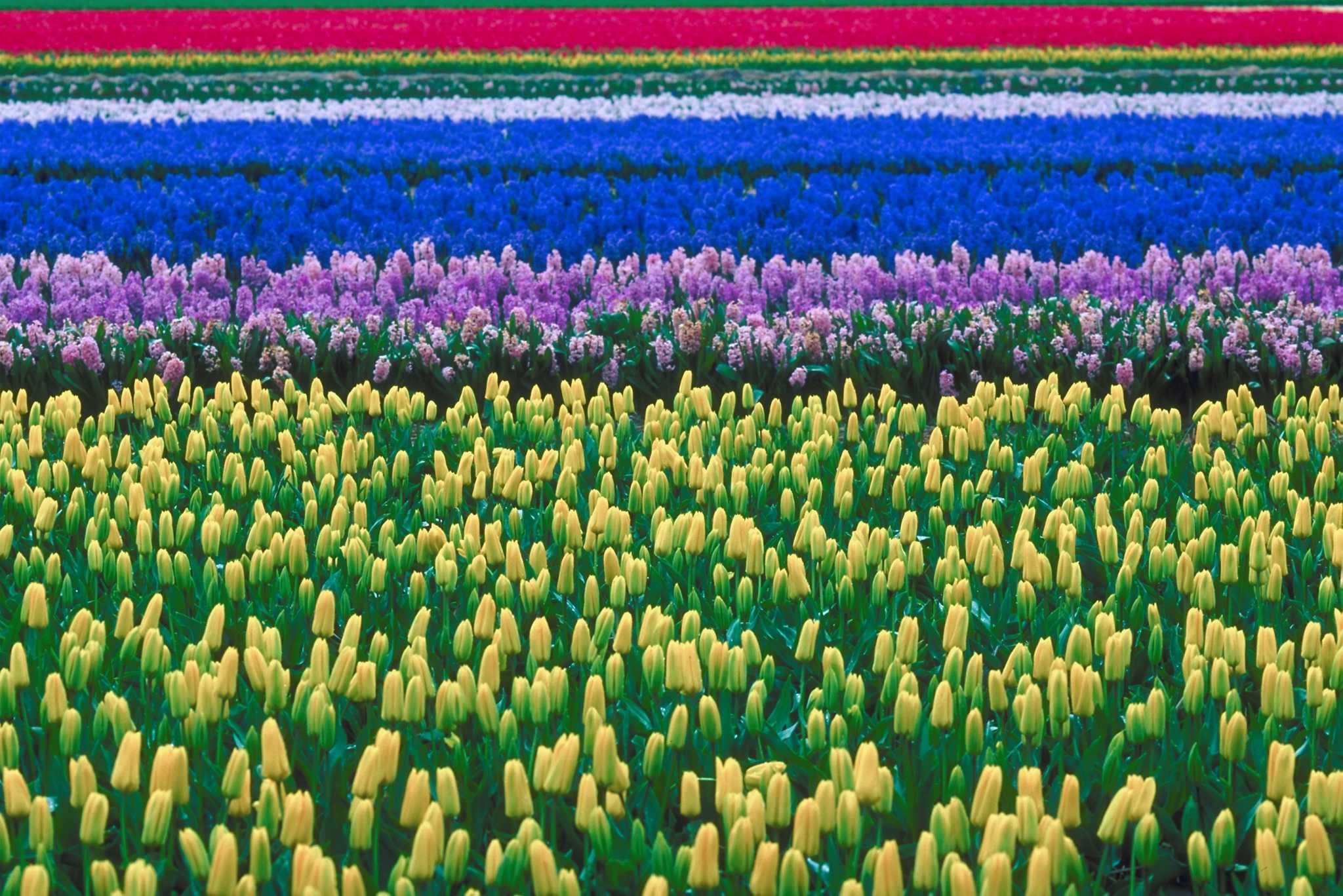 Zones for Planting Tulips
