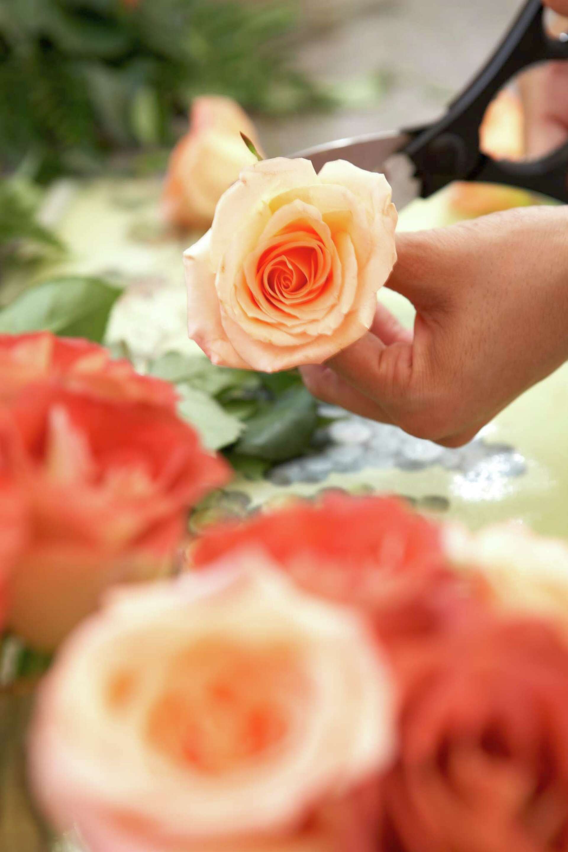 Putting Bleach in Roses