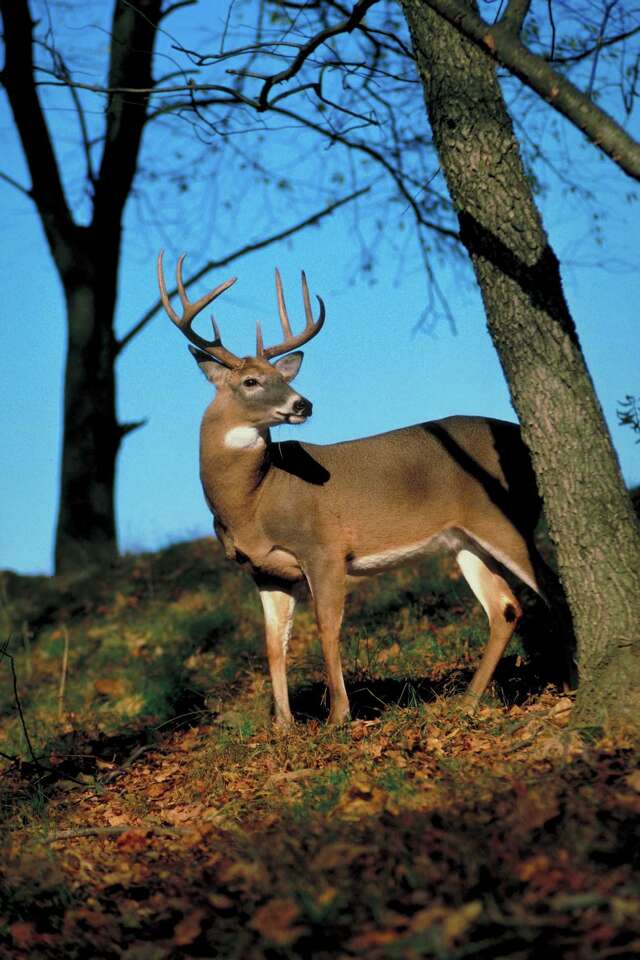 When to Put Tree Guards on to Protect Against Deer?