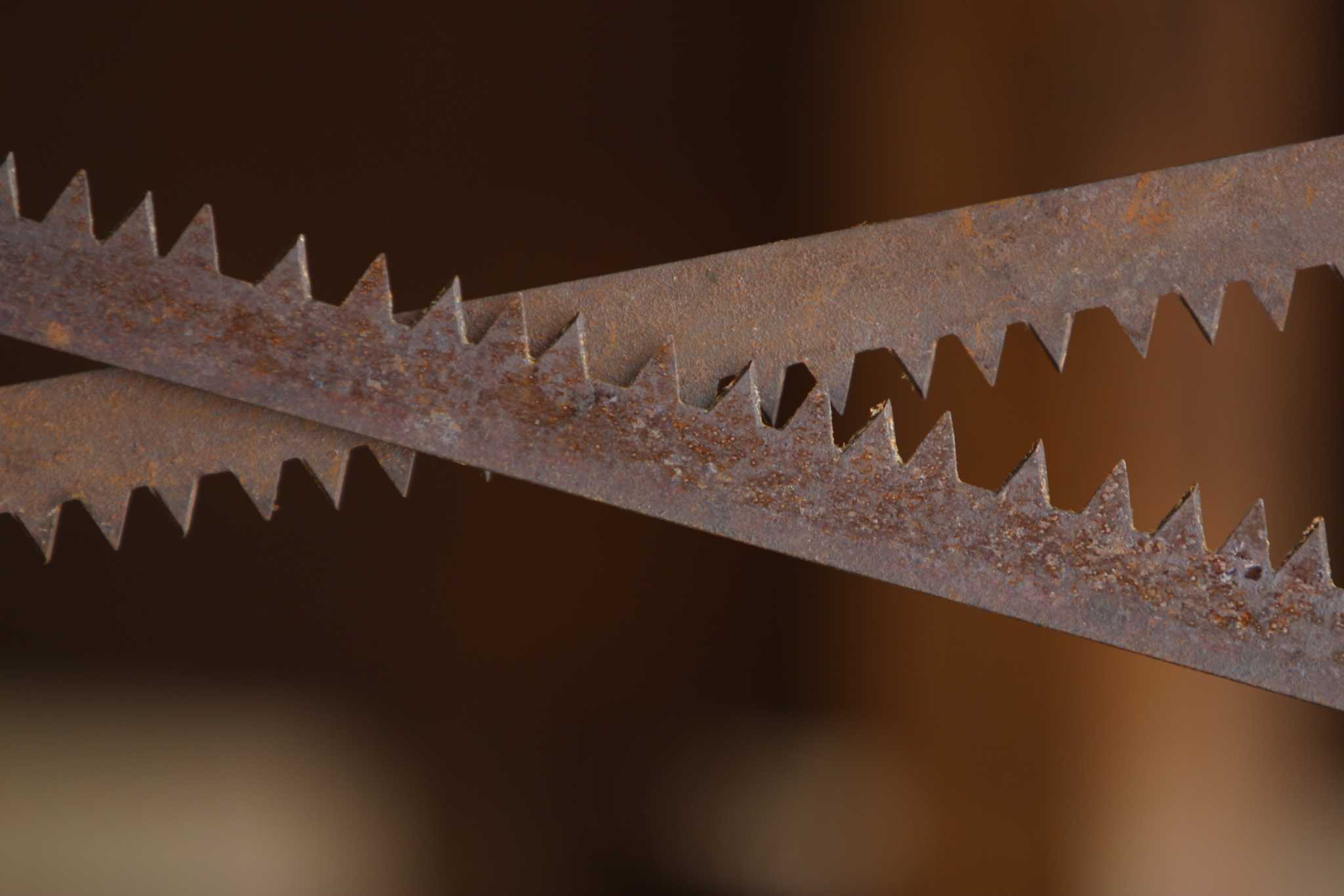 Facts About the Quercus Laurifolia Tree