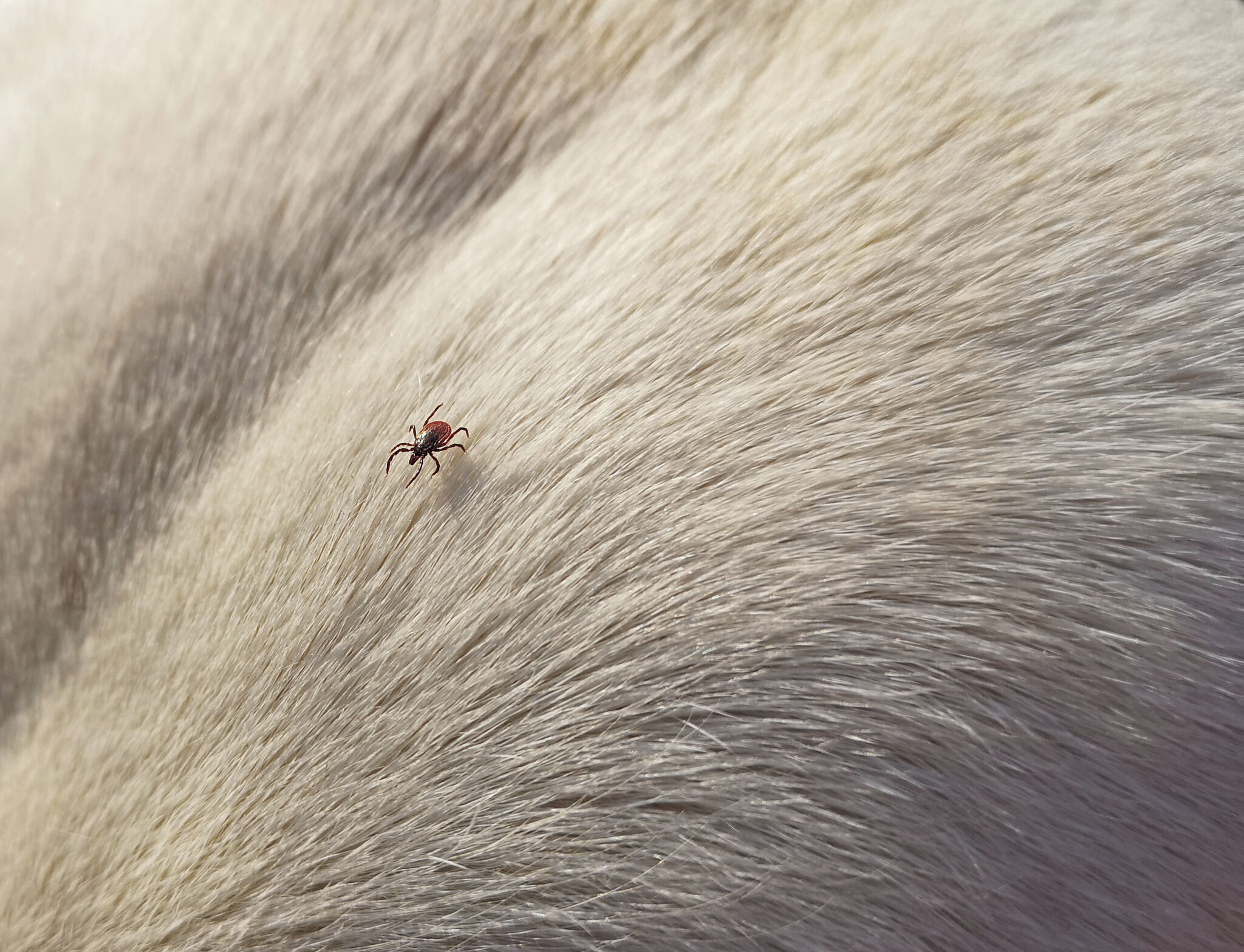 CT tick testing lab in ‘high gear’ as season brings more specimens