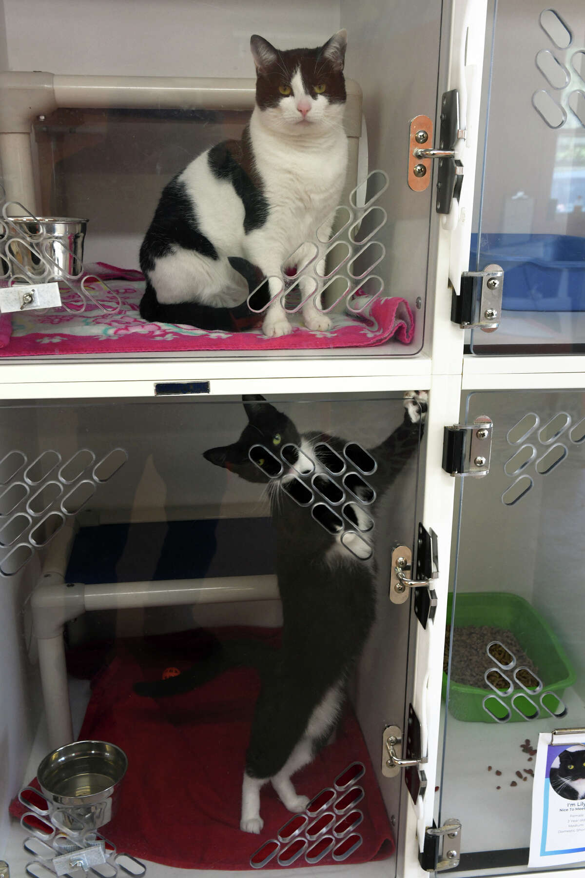 Bridgeport Animal Control aims to 'free the shelter'