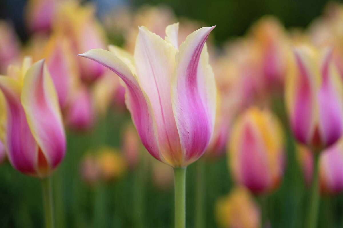 75th Albany Tulip Festival: everything you need to know