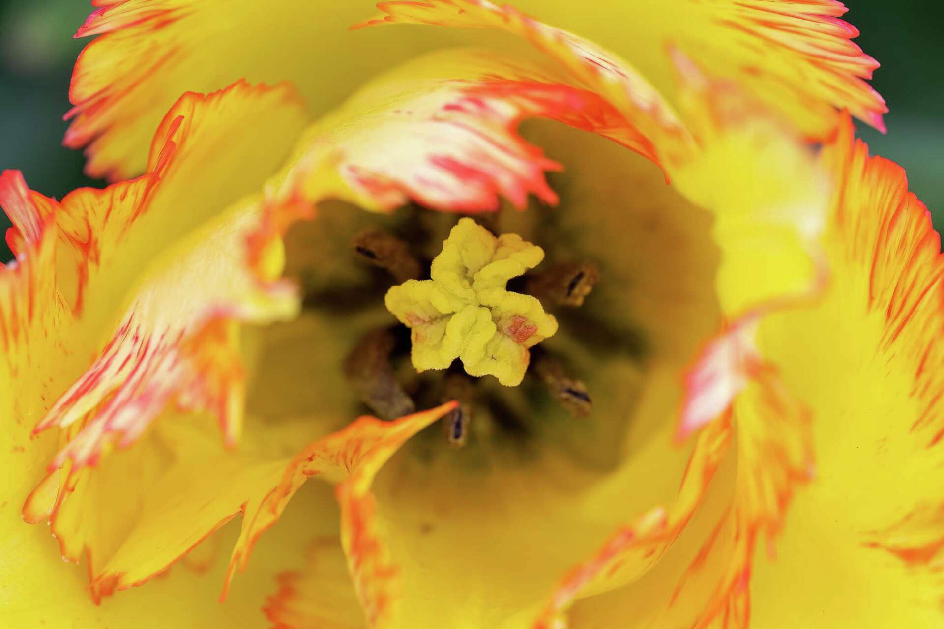 Albany Tulip Festival 2024: everything you need to know
