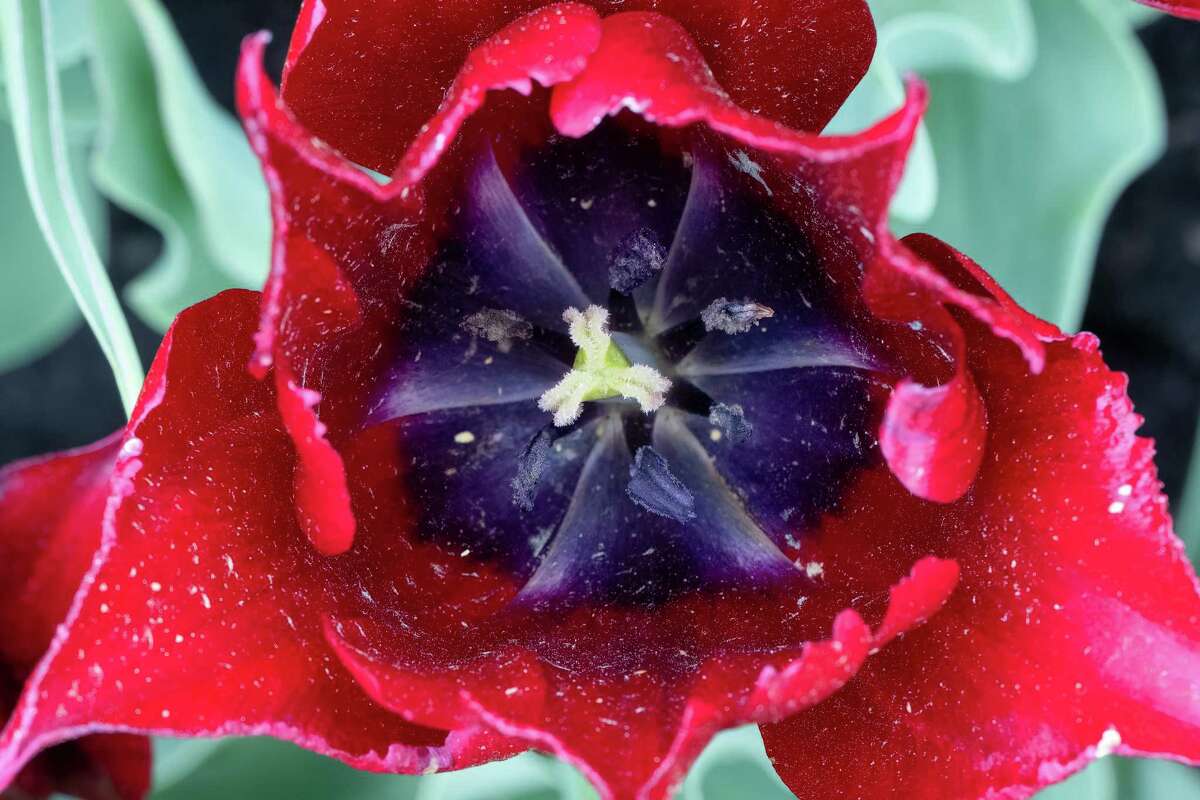 75th Albany Tulip Festival: everything you need to know