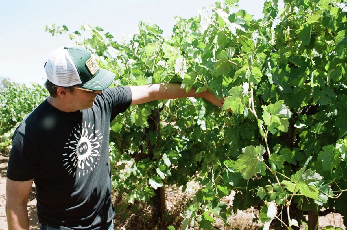 Bay Area natural wine sensation Broc just bought a major vineyard