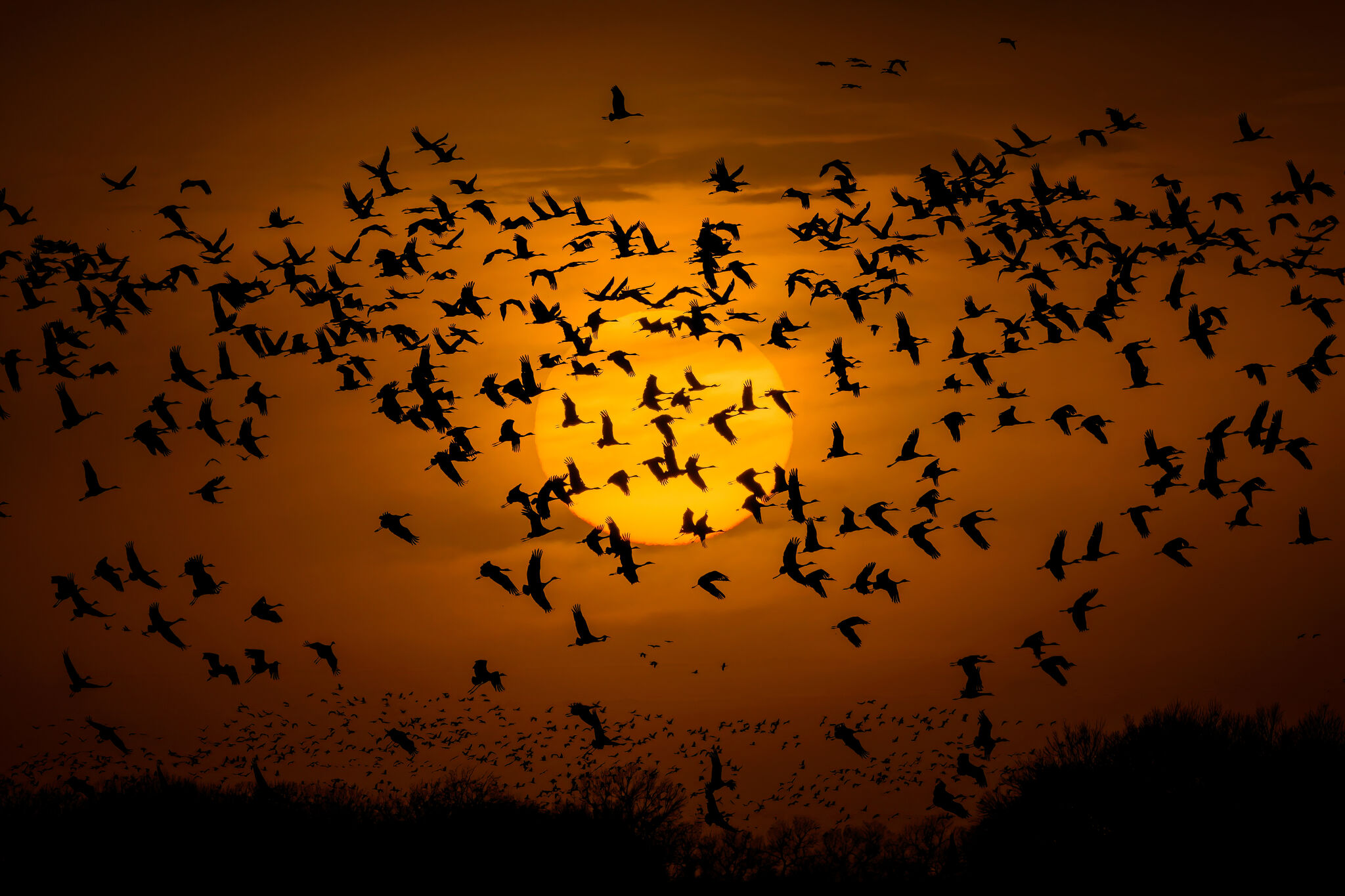 Epic bird migration in the millions are flying across Michigan