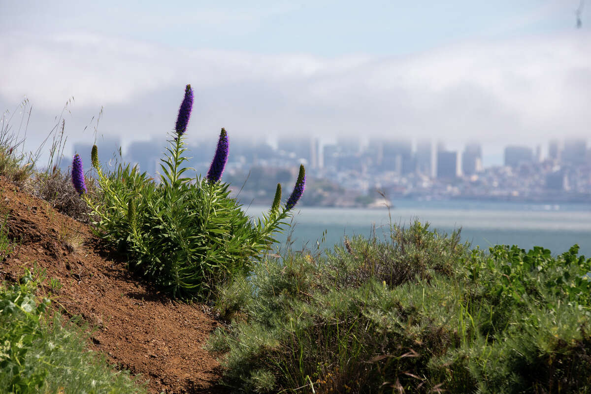Hidden Angel Island hike takes you to a former lighthouse