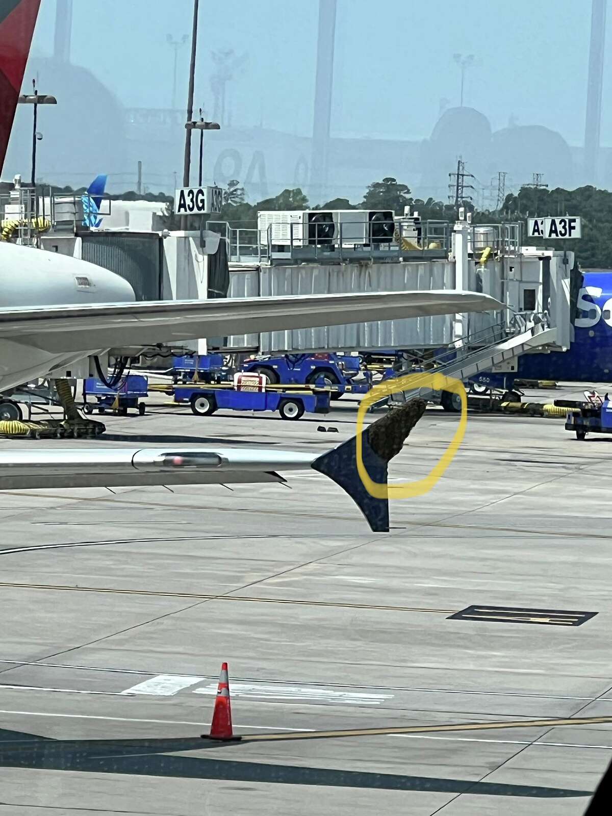 Why bees swarm in spring and summer as they search for new homes