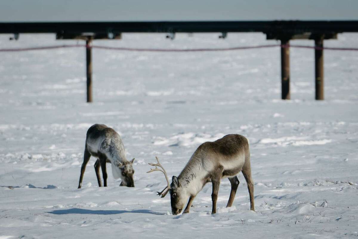 Exxon, Conoco see new LNG markets with planned Alaskan pipeline