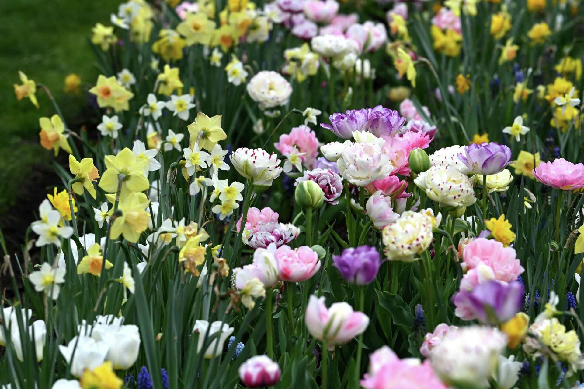 Albany Tulip Festival 2026: everything you need to know