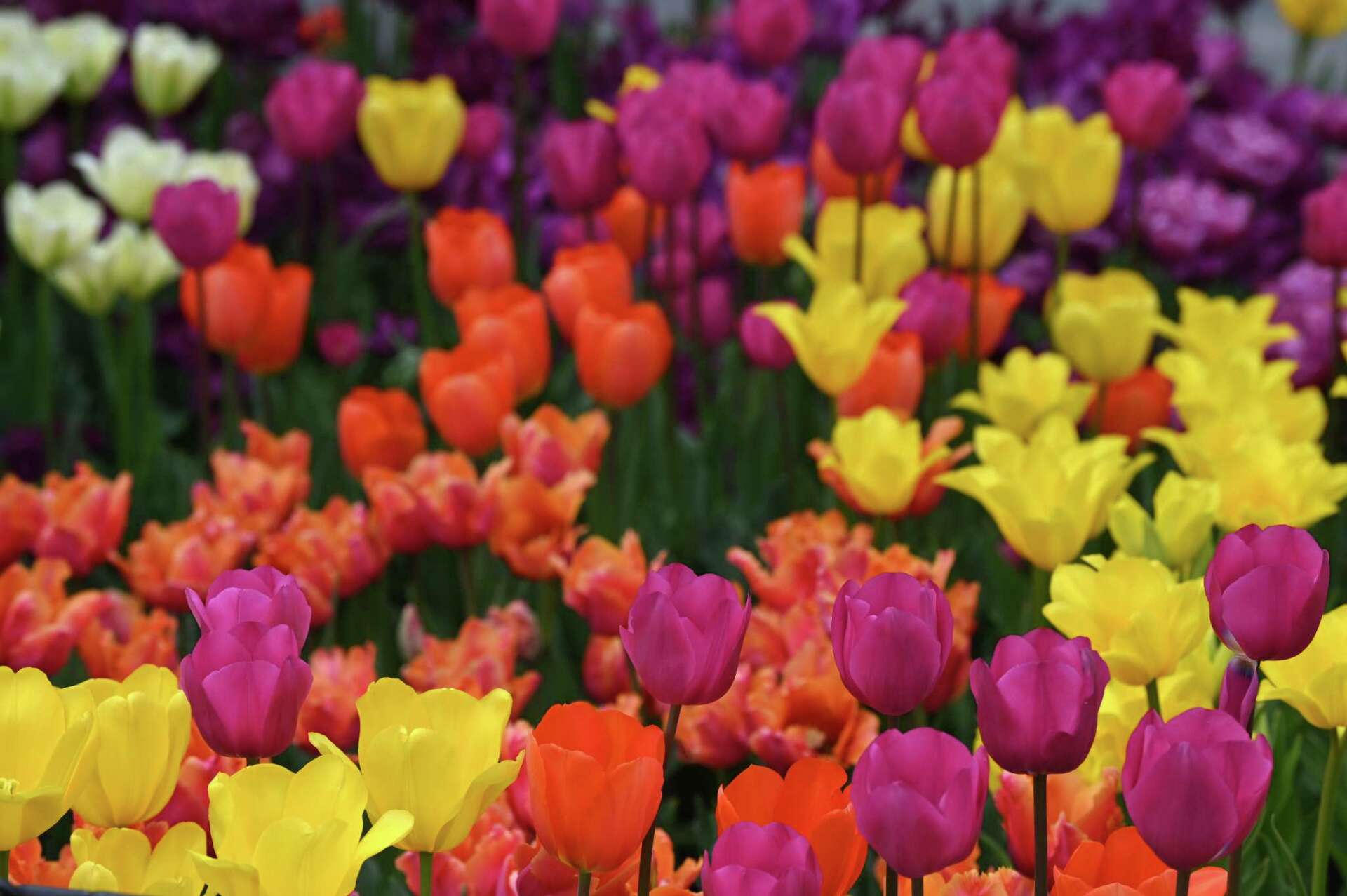 Albany Tulip Festival 2026: everything you need to know
