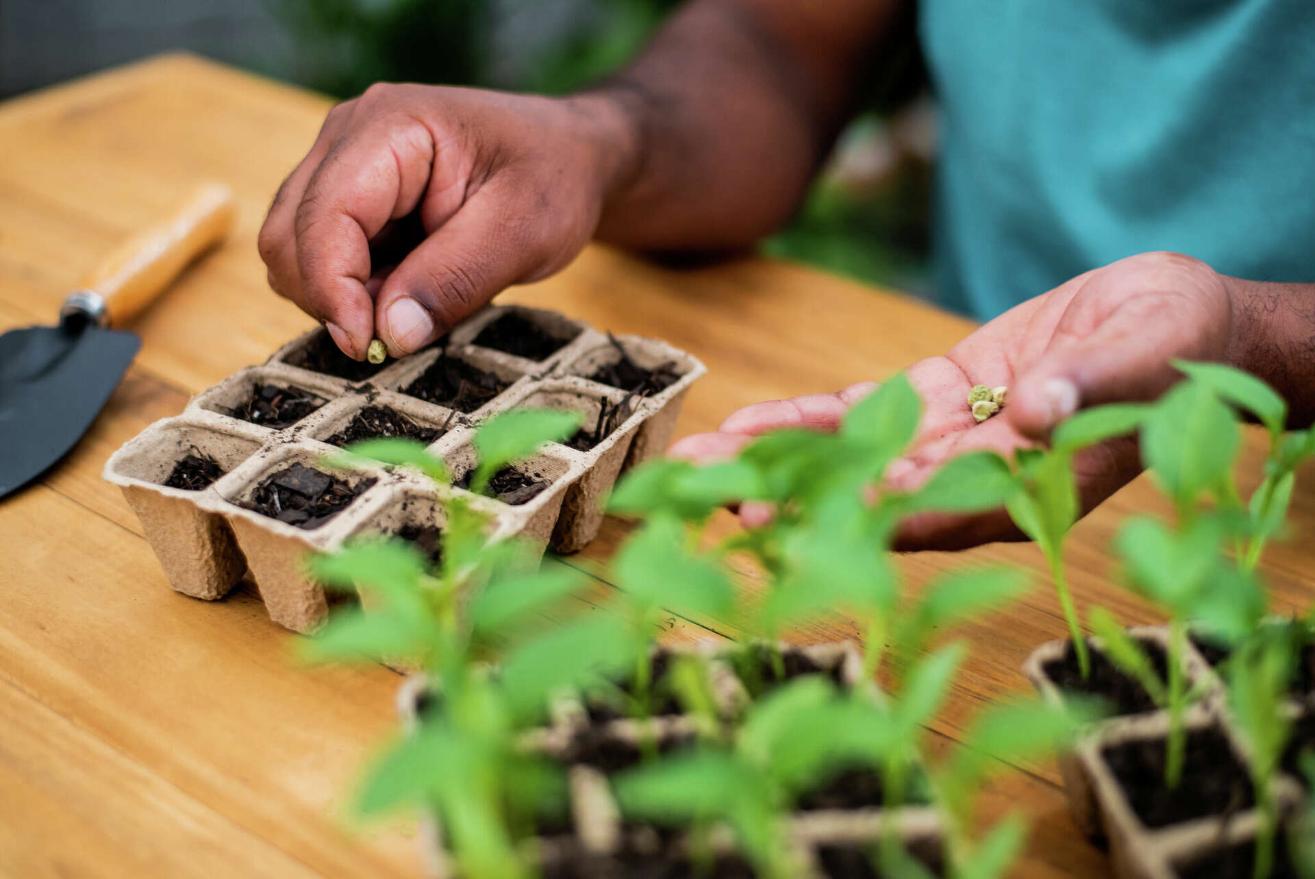 Seed Germination Guide: How to Start a Seed