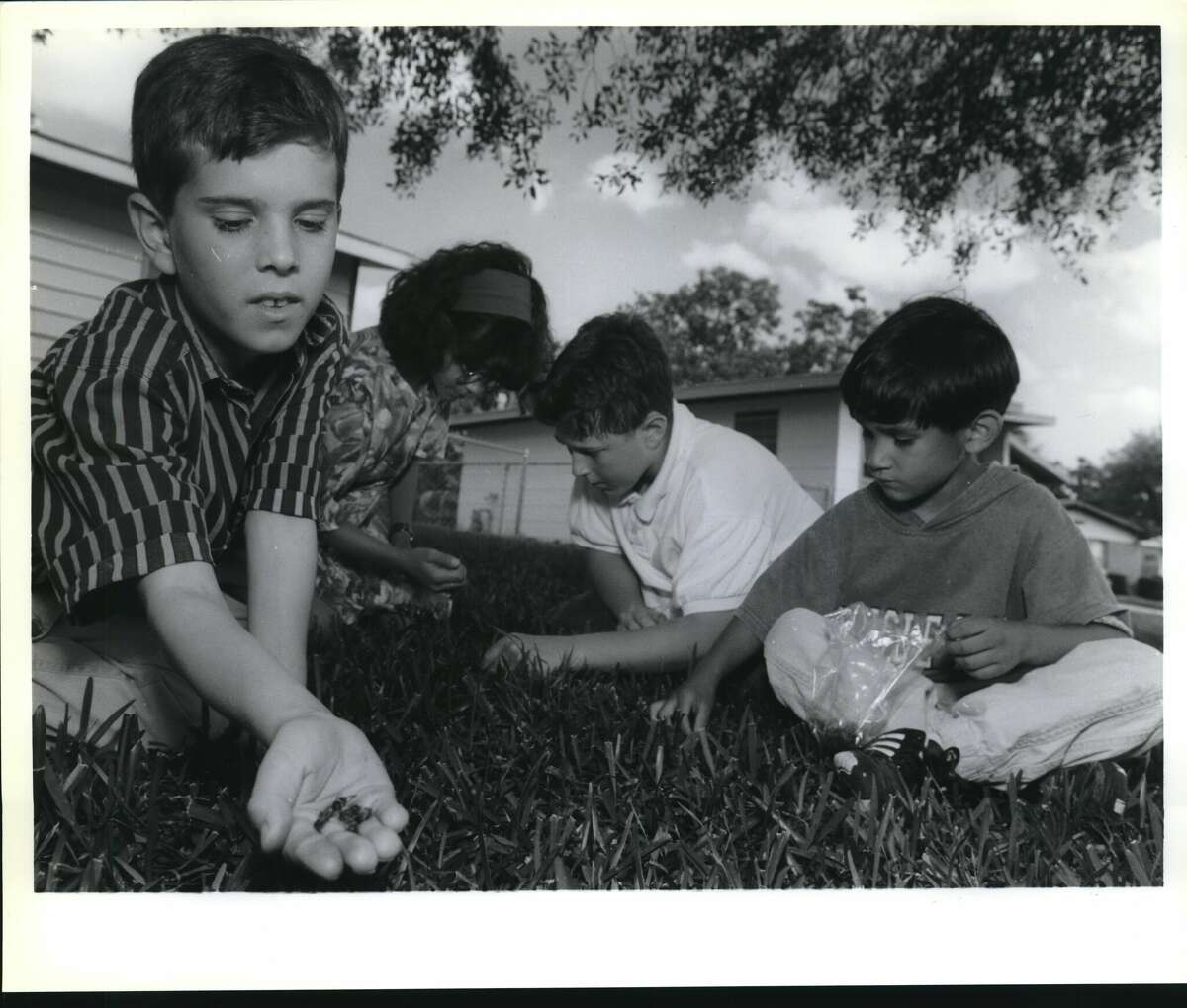 Remembering South Texas' killer bee hysteria of the 1990s