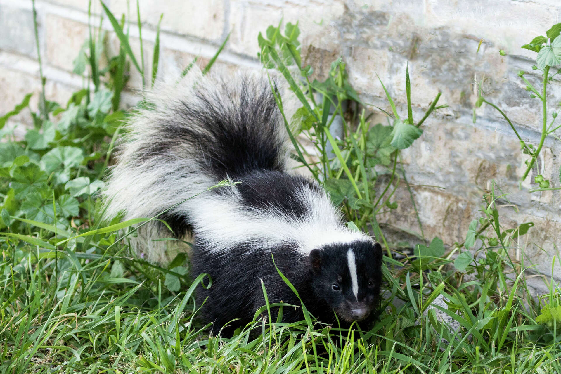How to Get Rid of Skunks and Keep Them Away