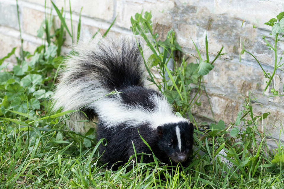 How to Get Rid of Skunks and Keep Them Away