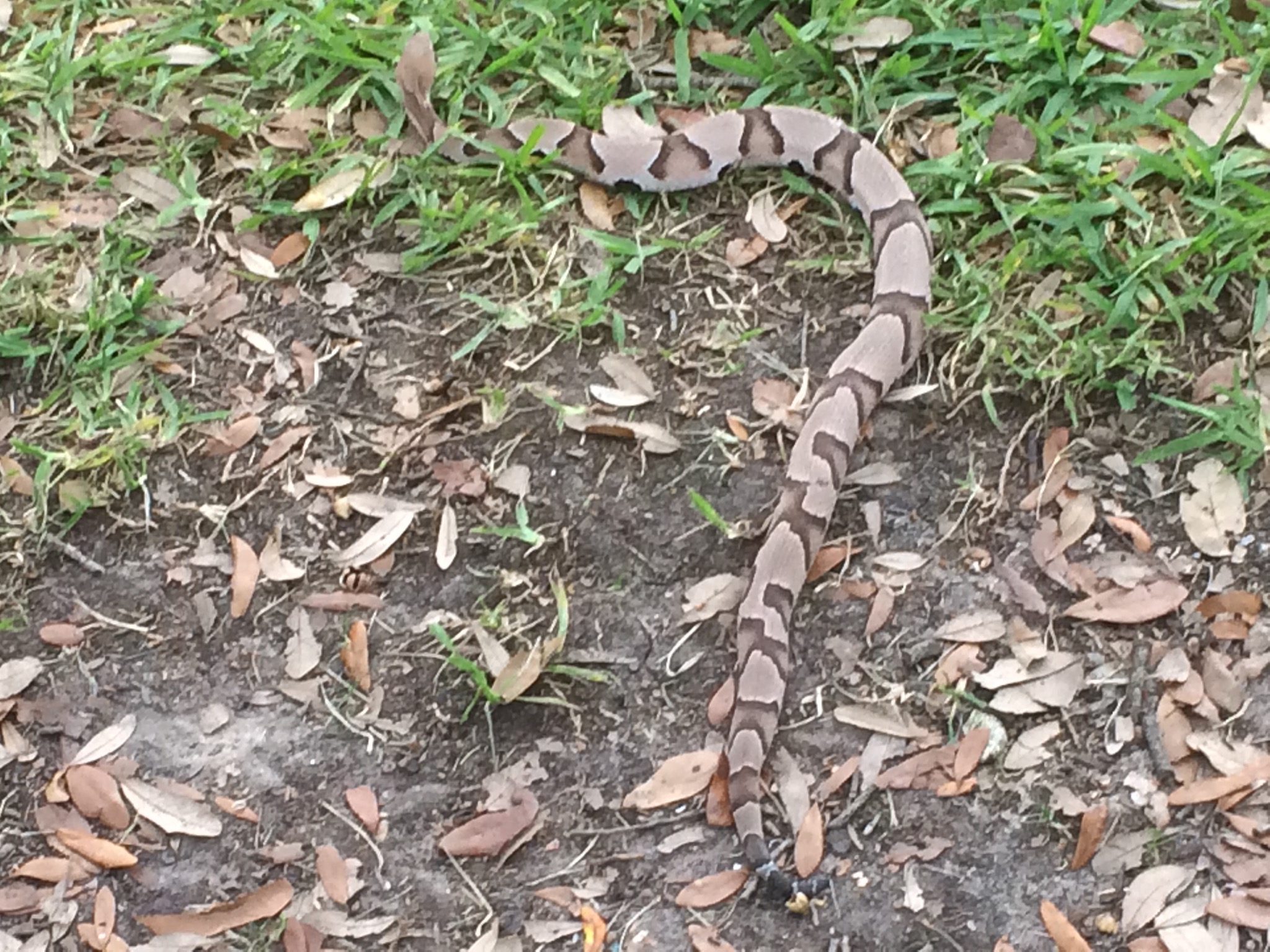 HCA Houston Healthcare Kingwood doctor gives advice for snake bites