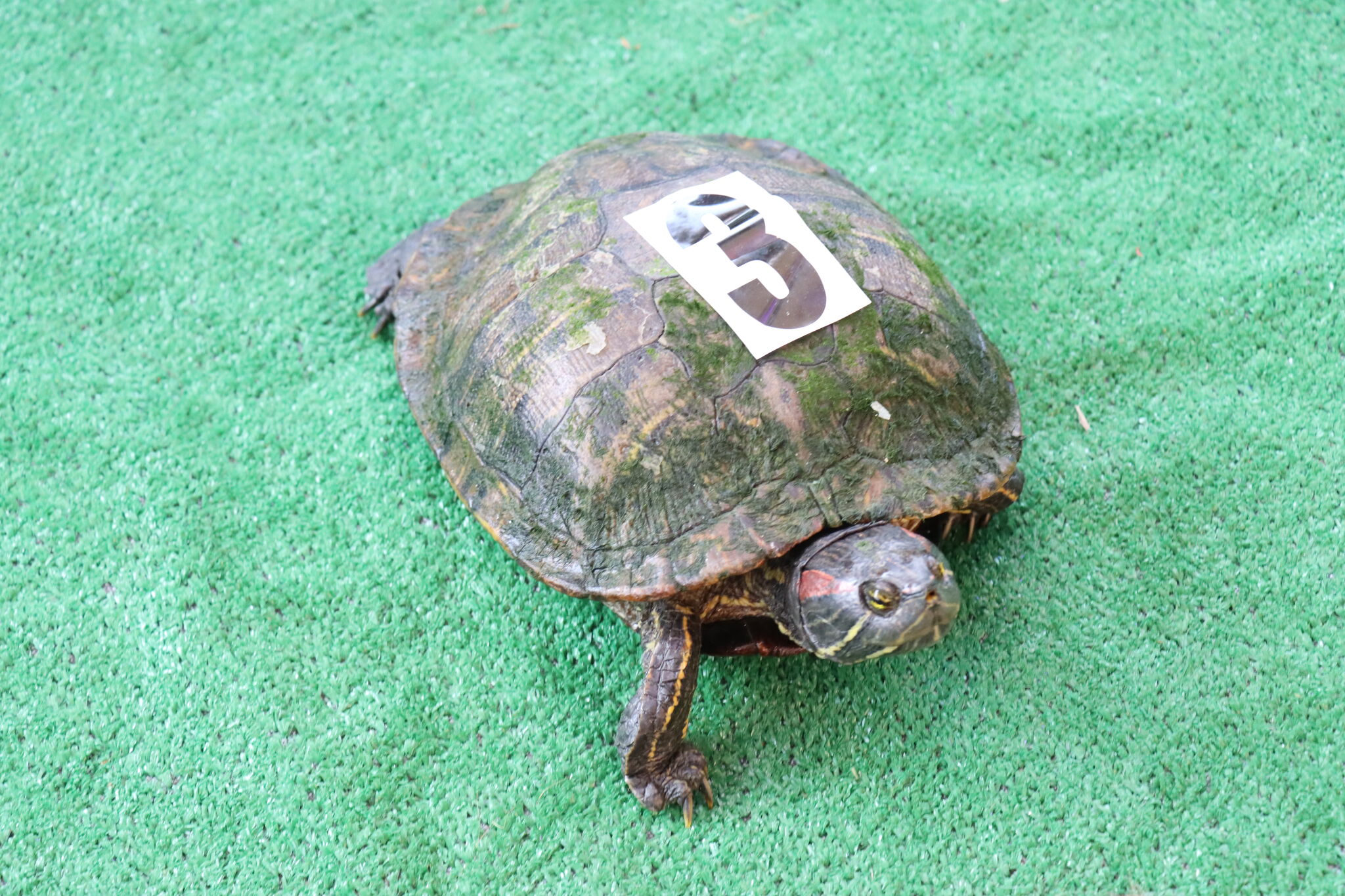 Turtles eye victory at 10th annual 'Cinco De Mayo Turtle Races'