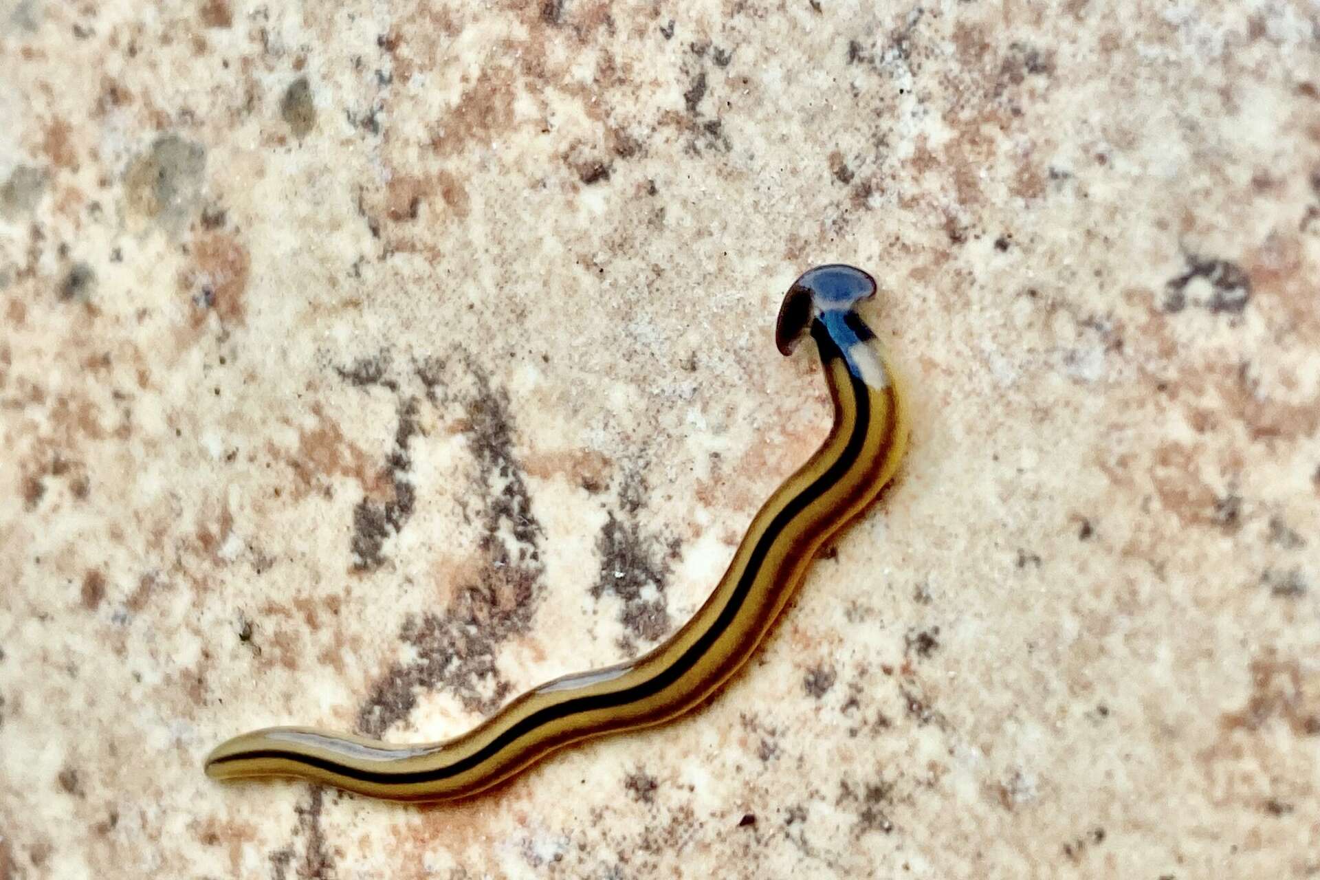 What to know about the 'nastiest invasive species' in Texas