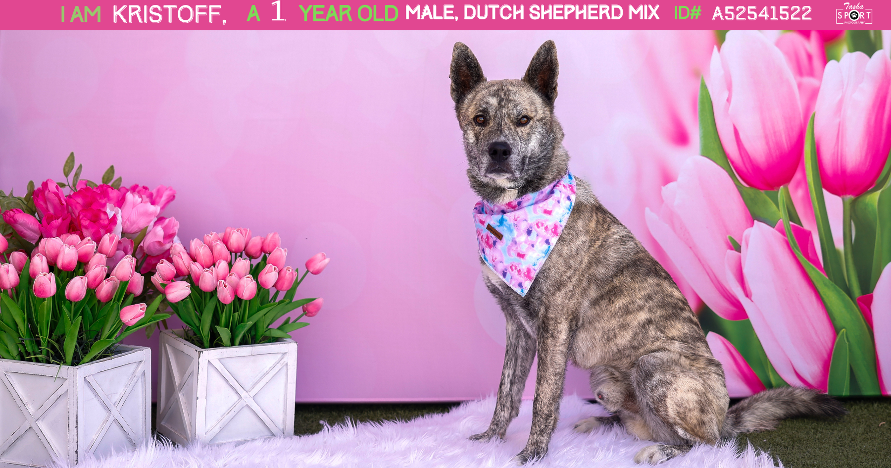 Check out these adoptable animals at the Midland Animal Shelter