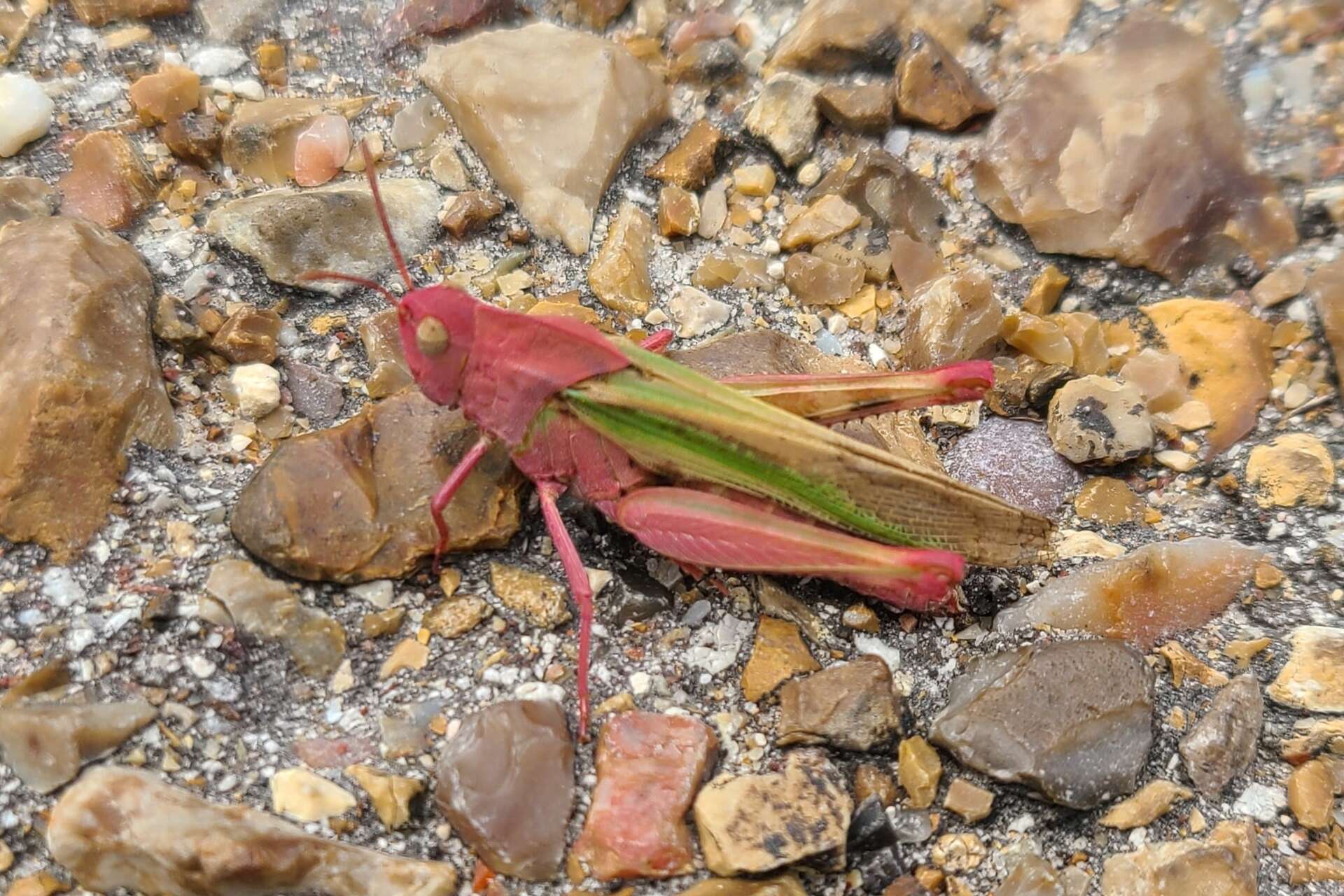 Bright pink grasshopper makes rare appearance in Texas