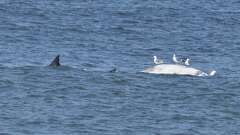 Bay Area shark expert captures rare scene in Point Reyes waters